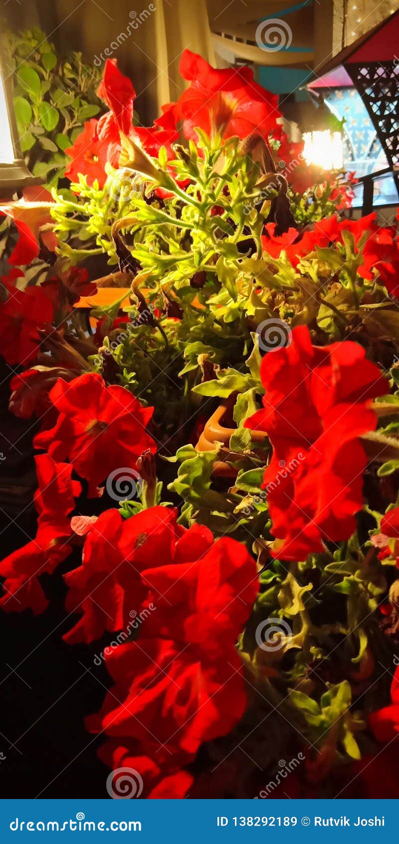 Bunch of Red-Green flower stock image. Image of flower - 138292189
