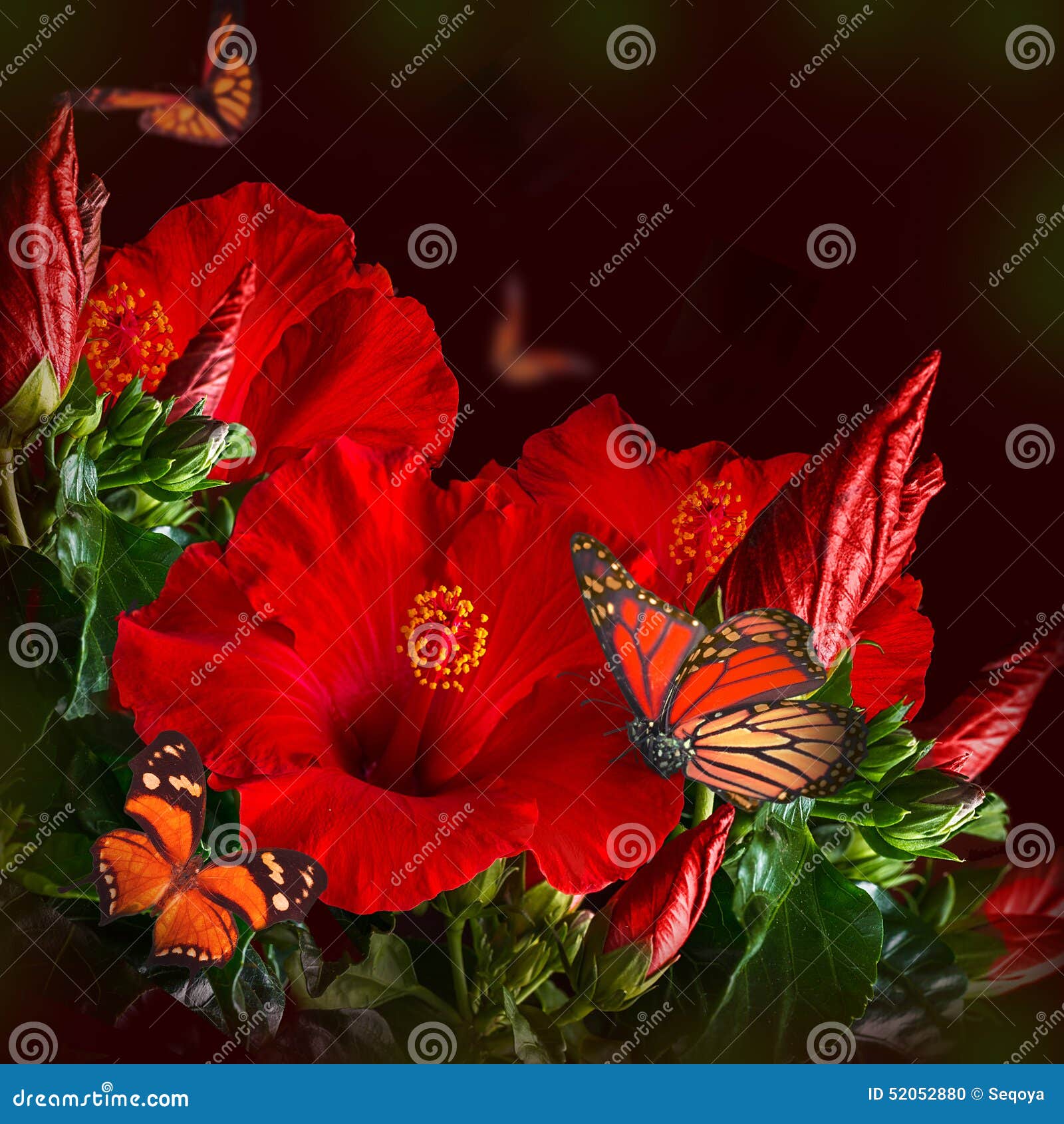 Bunch of red hibiscus stock photo. Image of bright, background - 52052880