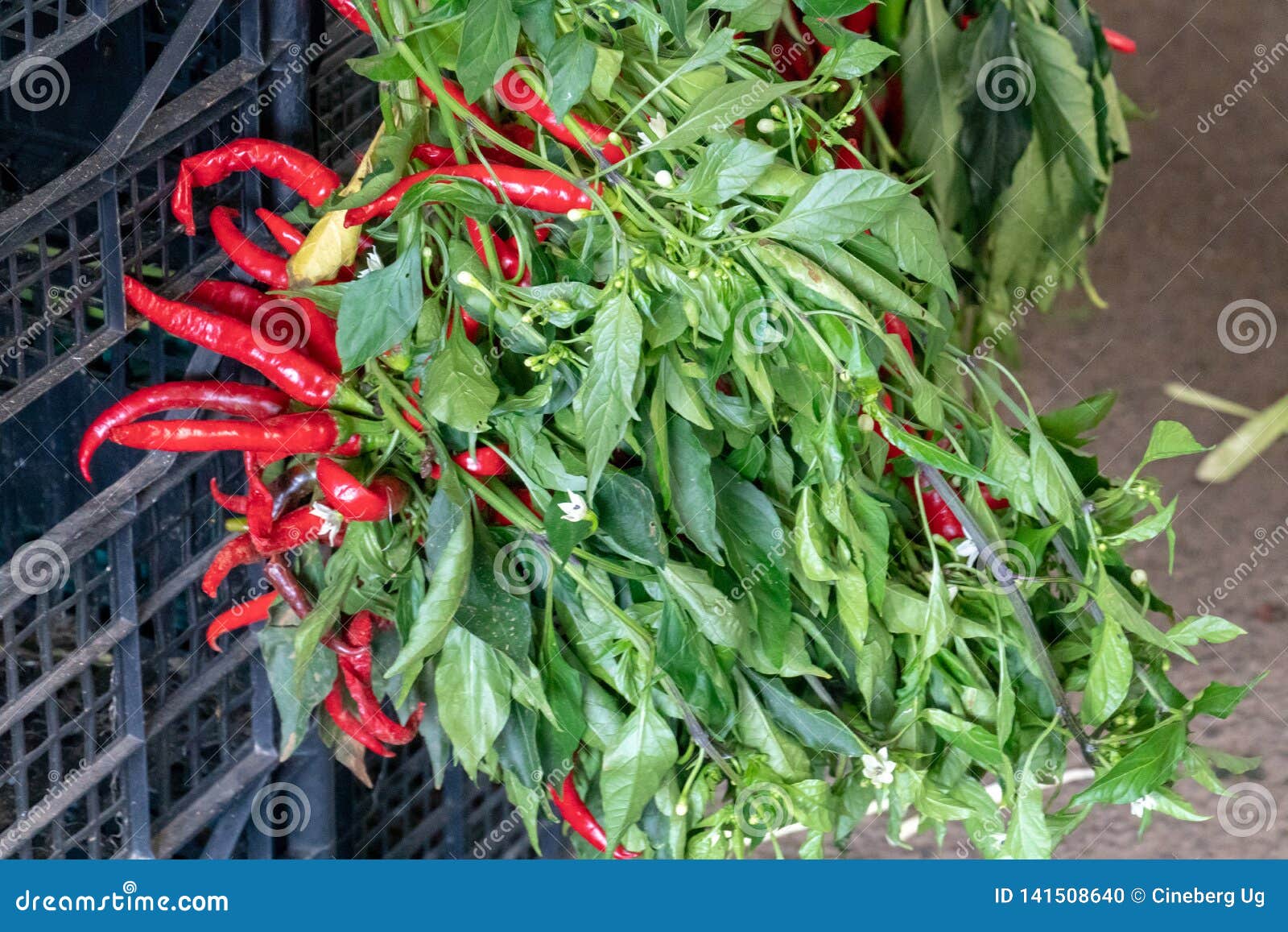 Fresh red chili pepper stock photo. Image of nature - 141508640