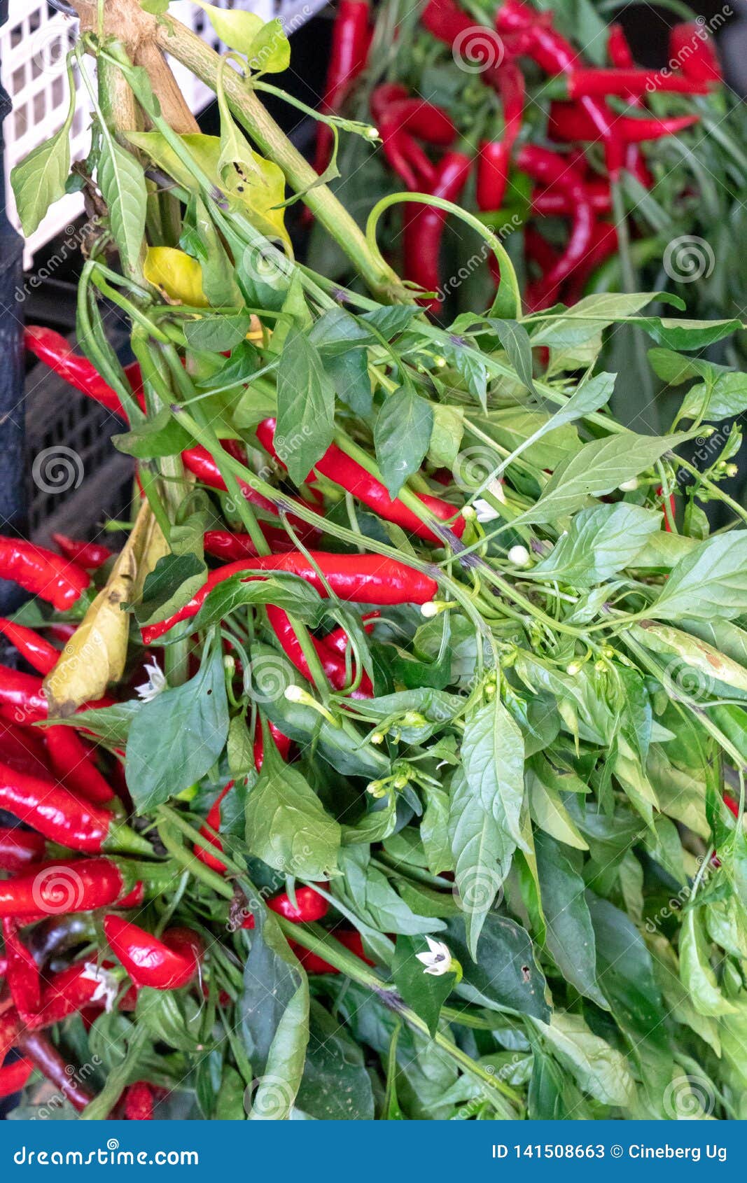 Fresh red chili pepper stock image. Image of salty, chilli - 141508663