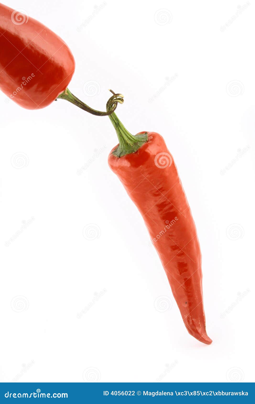 Bunch of Red Hot Chilli Pepper Stock Photo - Image of close, chilli ...