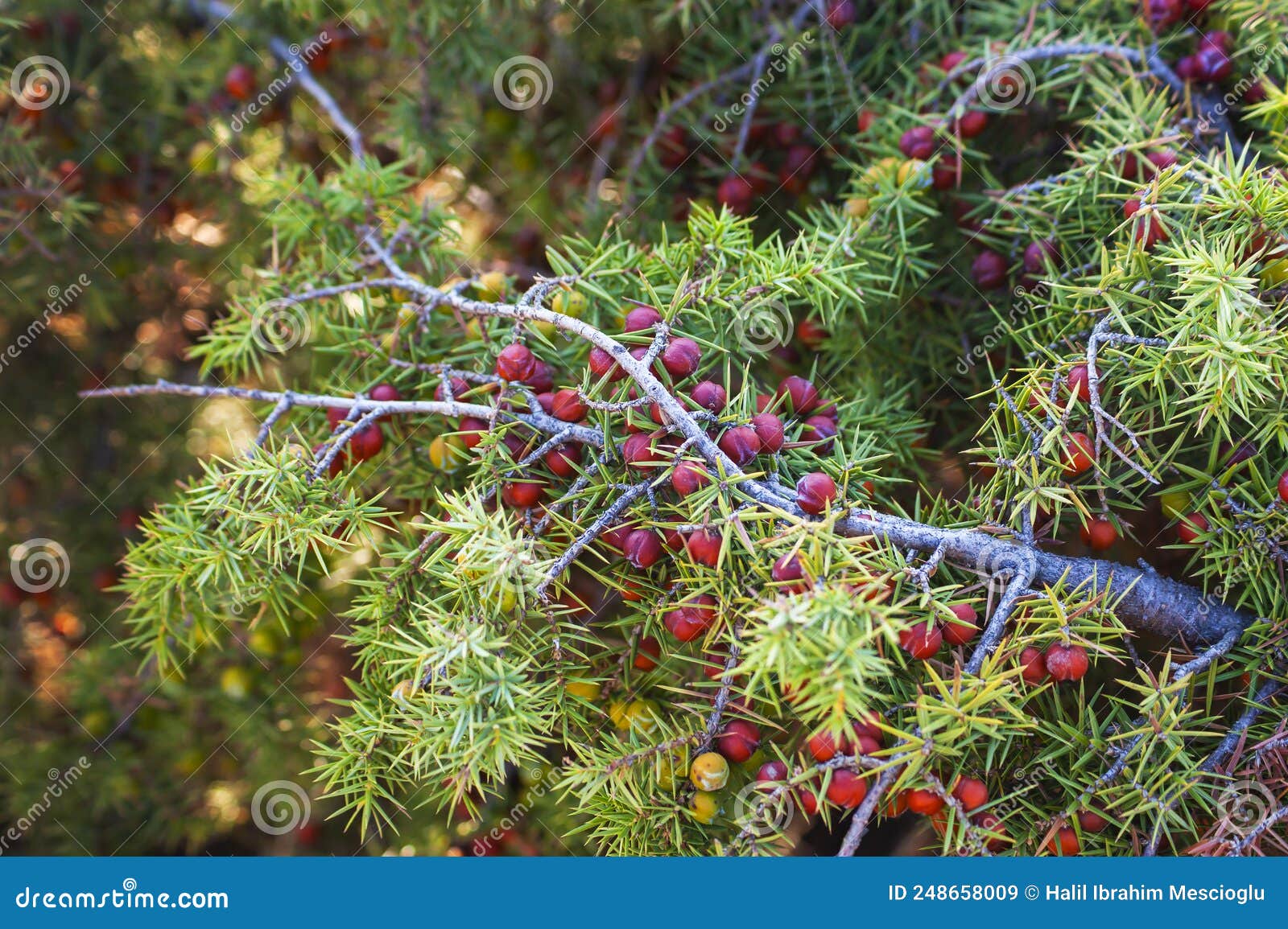 Bunch of Red Juniper Berries on a Green Branch Stock Image - Image of ...