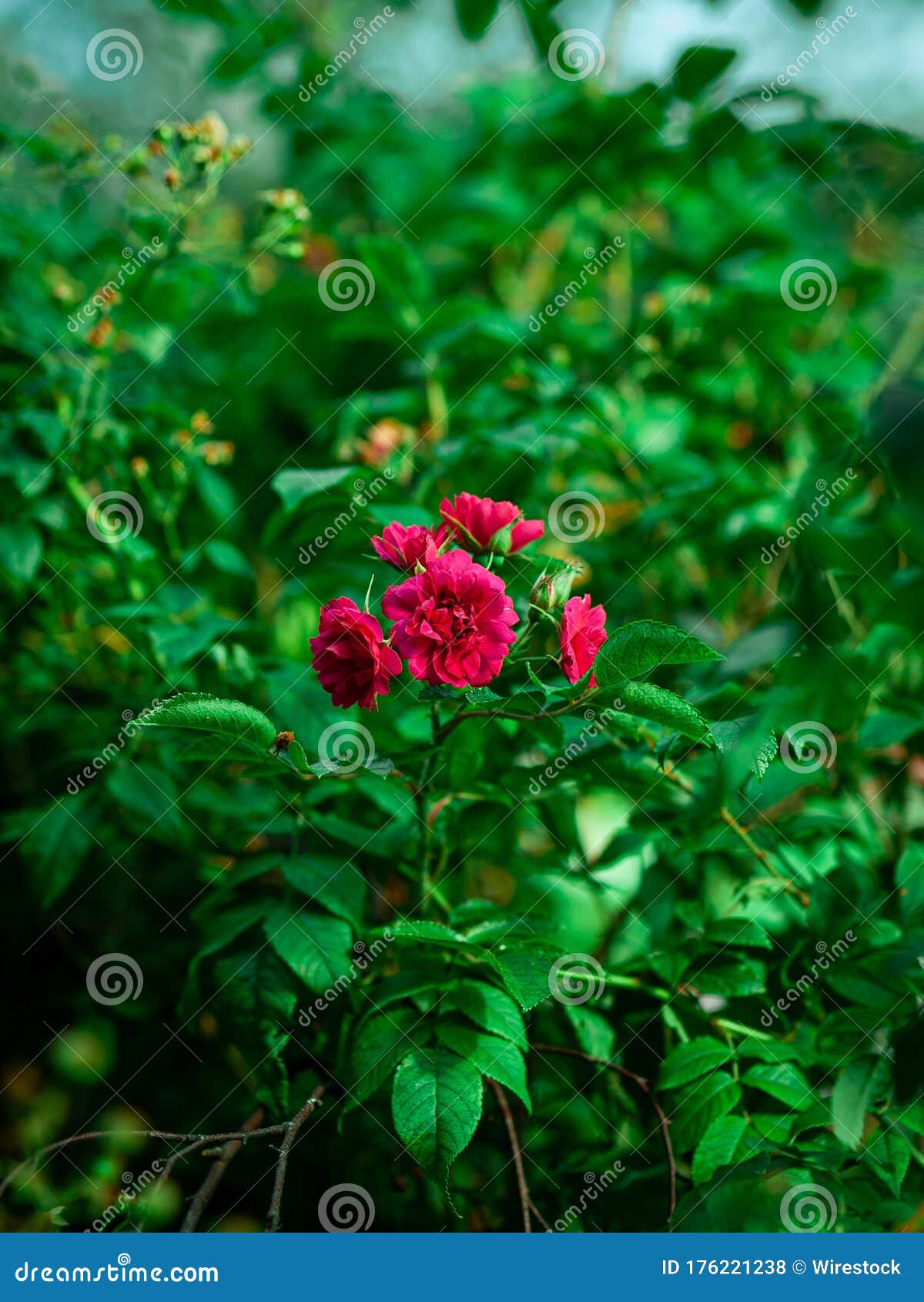 Bunch of Red Miniature Roses in the Middle of a Greenery Stock Photo ...