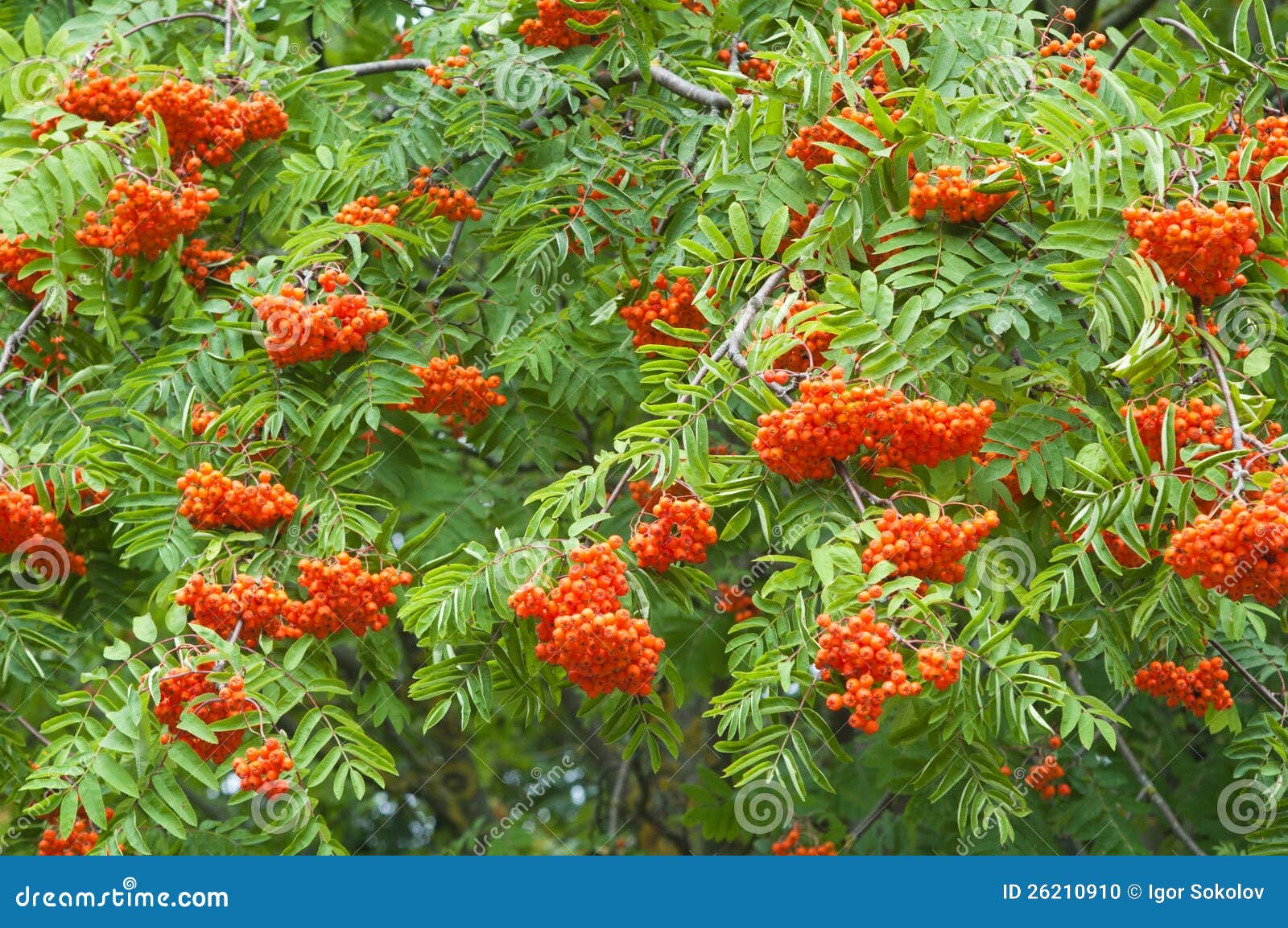 A Bunch of Red Mountain Ash Stock Photo - Image of fruit, closeup: 26210910