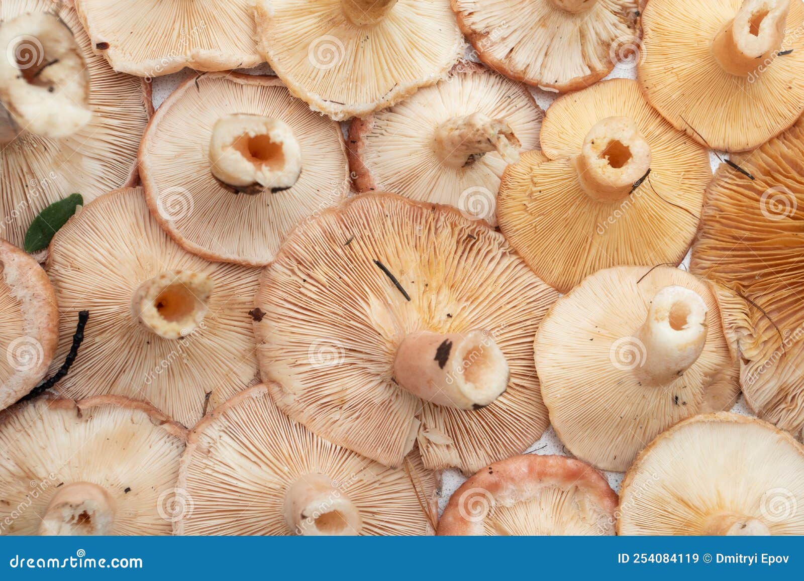 Mushroom Texture Royalty-Free Stock Image | CartoonDealer.com #26506