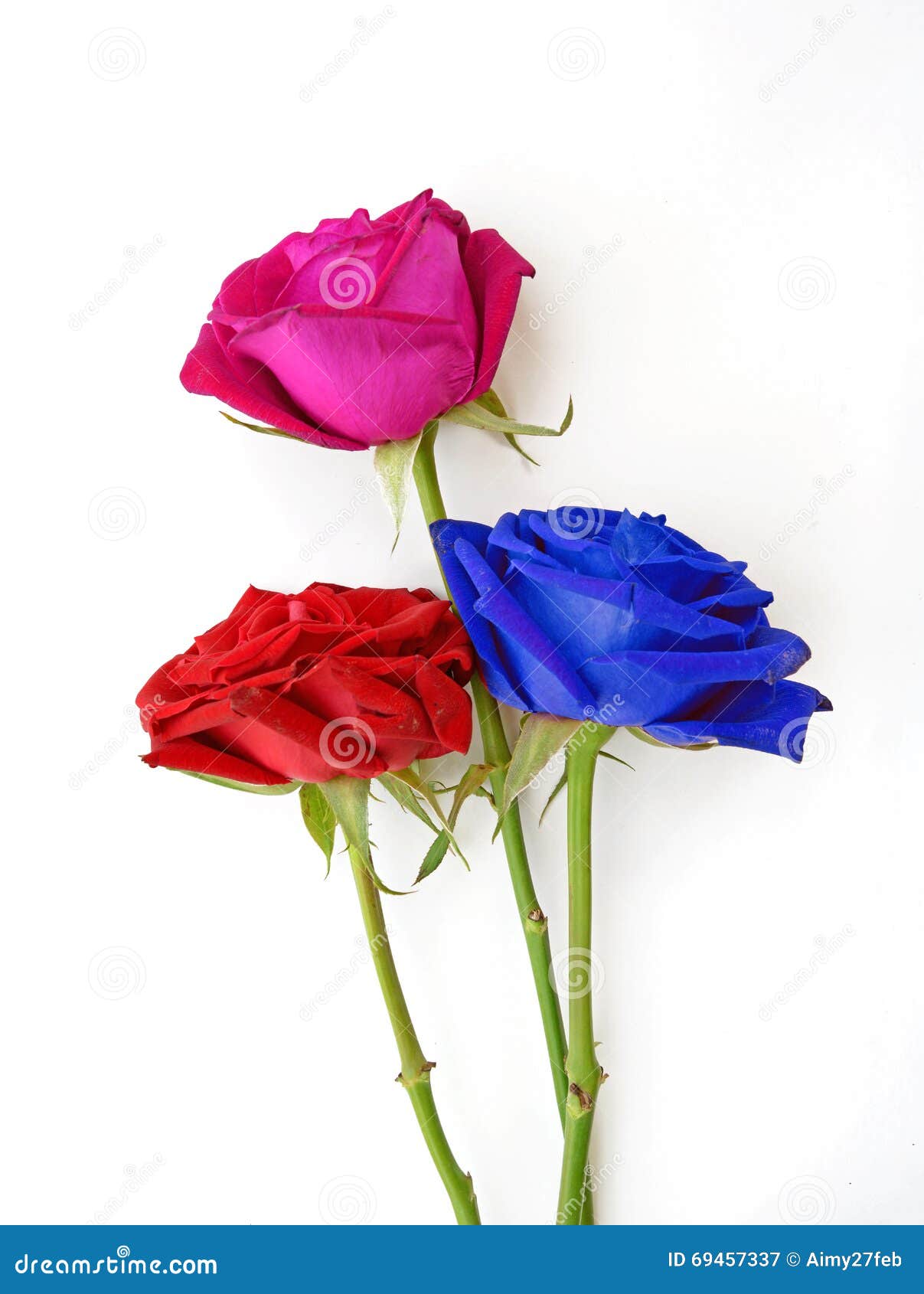 Bunch of Red, Pink and Blue Roses Isolated on White. Stock Image ...