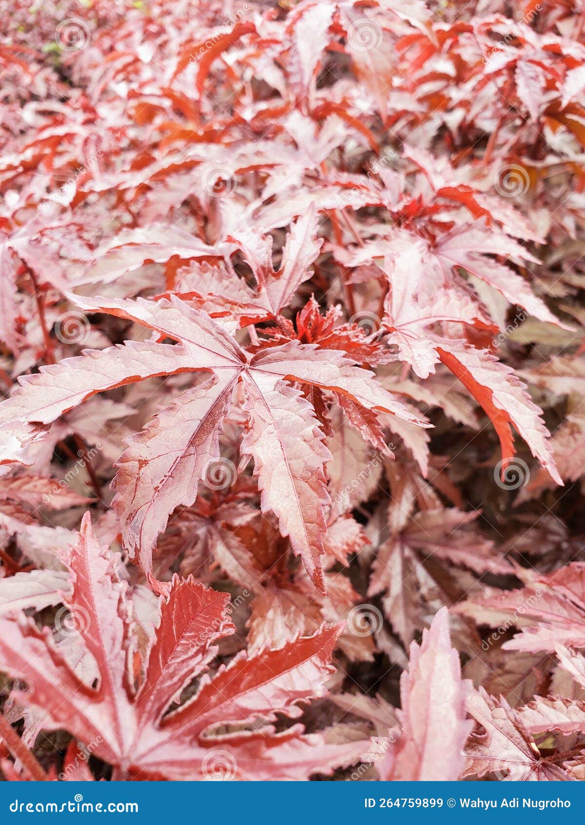 Bunch of red plants stock image. Image of plants, leaf - 264759899