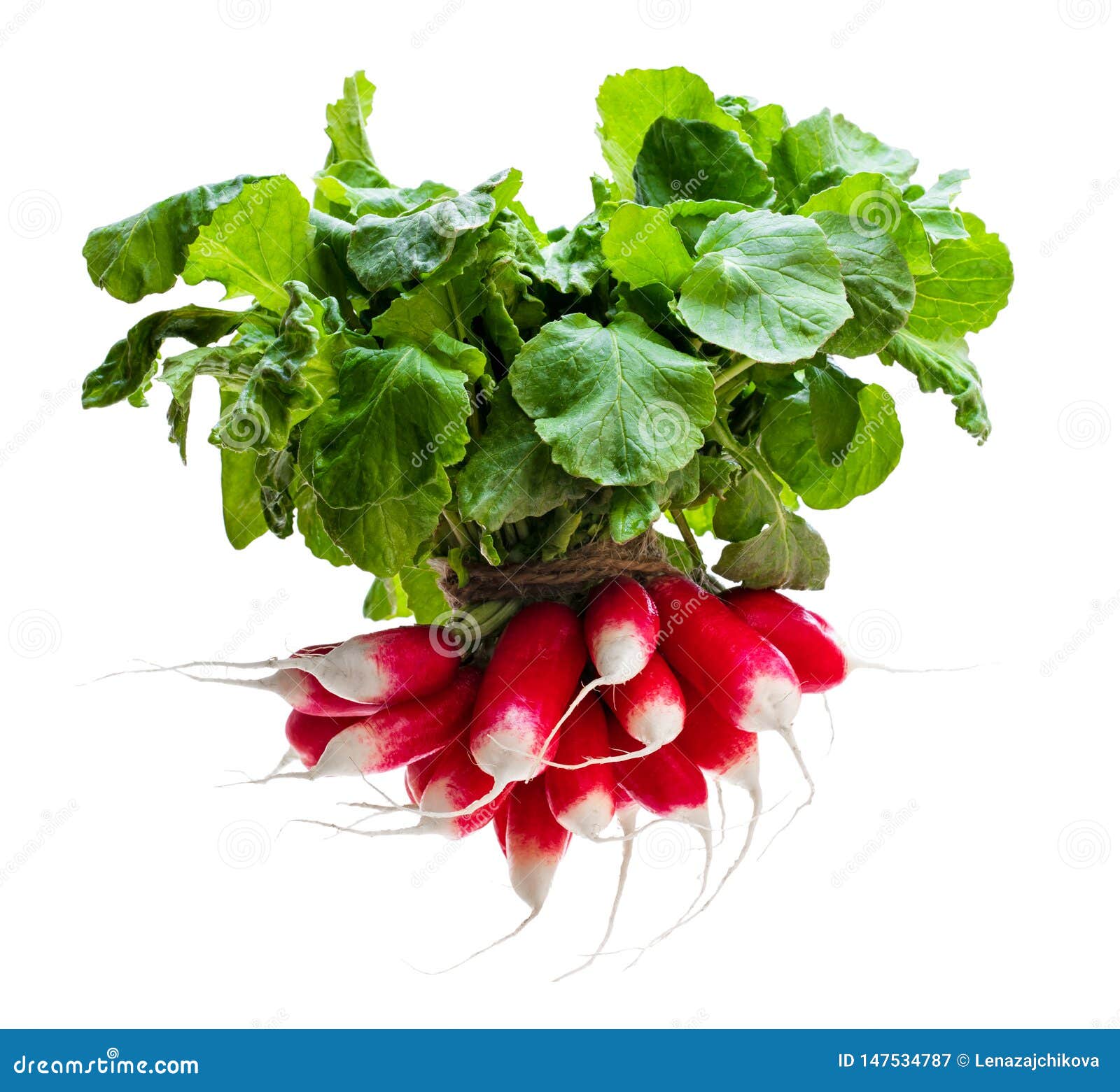 Bunch of Red Radish Isolated on White Stock Image - Image of harvest ...