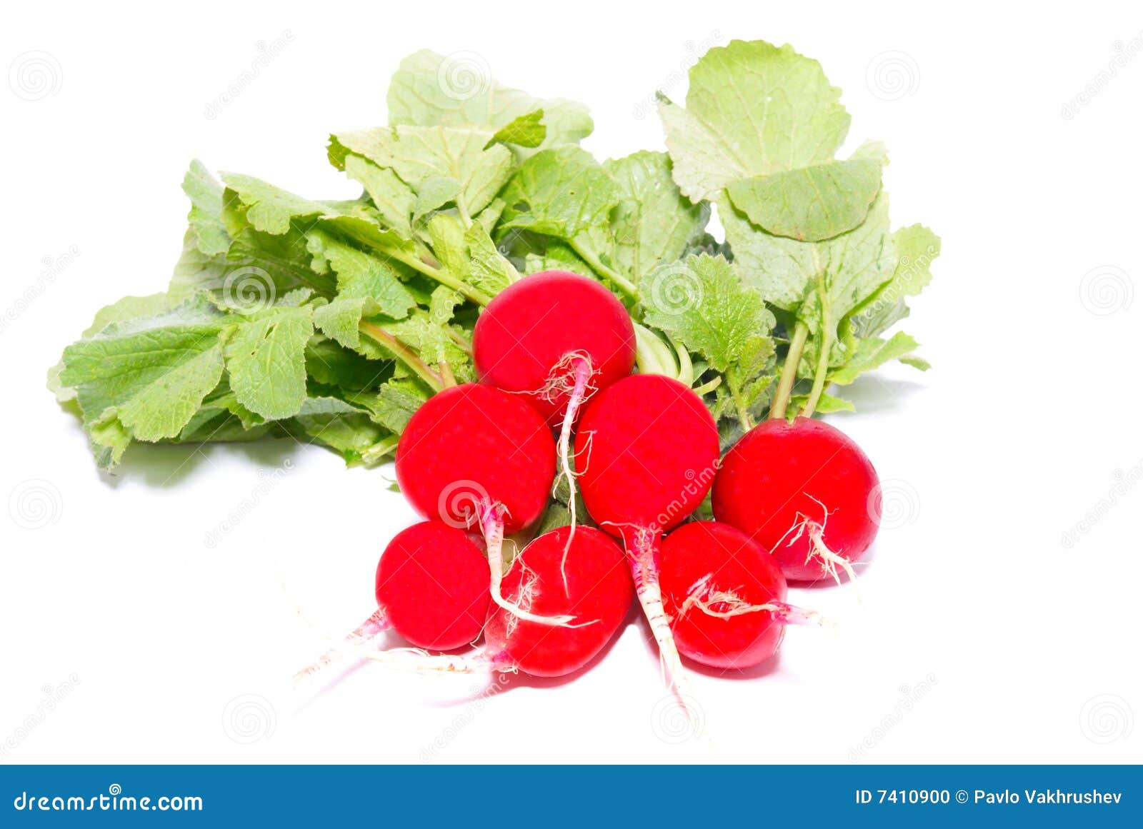 Bunch of red radishes stock photo. Image of organic, isolated - 7410900