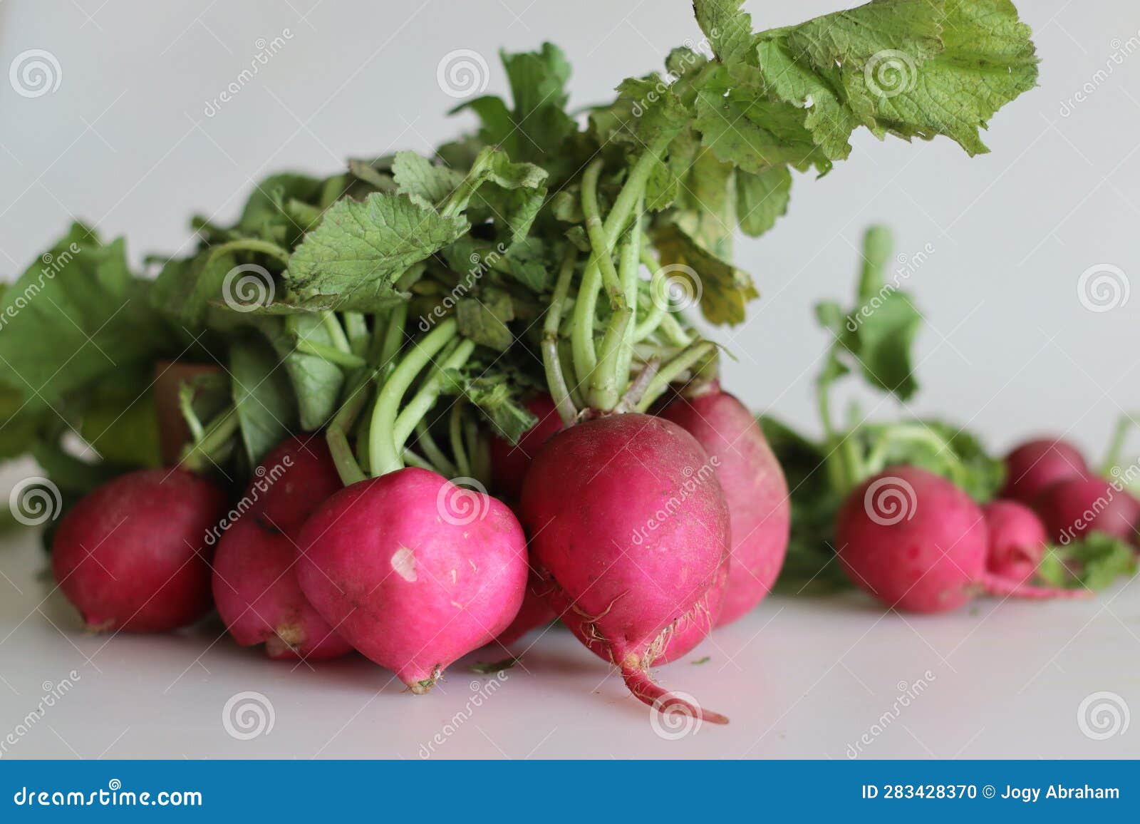 A Bunch of Red Radishes, Also Known As Table Radishes Stock Photo ...