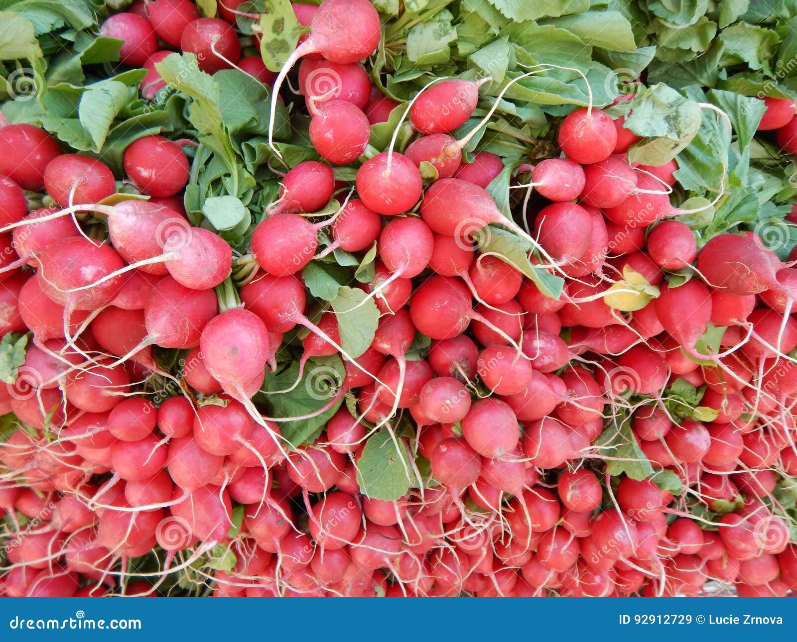 Bunch of Red Radishes Sold at the Market Stock Image - Image of market ...
