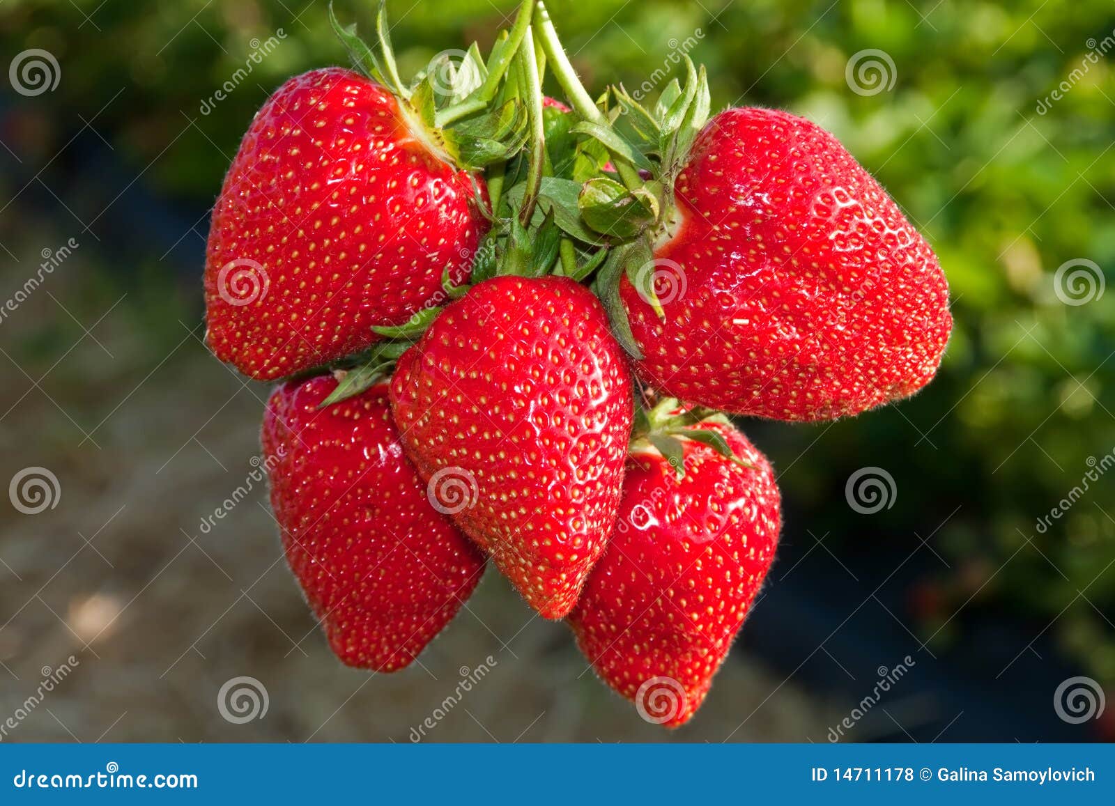 Bunch of Red, Ripe Strawberries. Stock Photo - Image of spring, macro ...