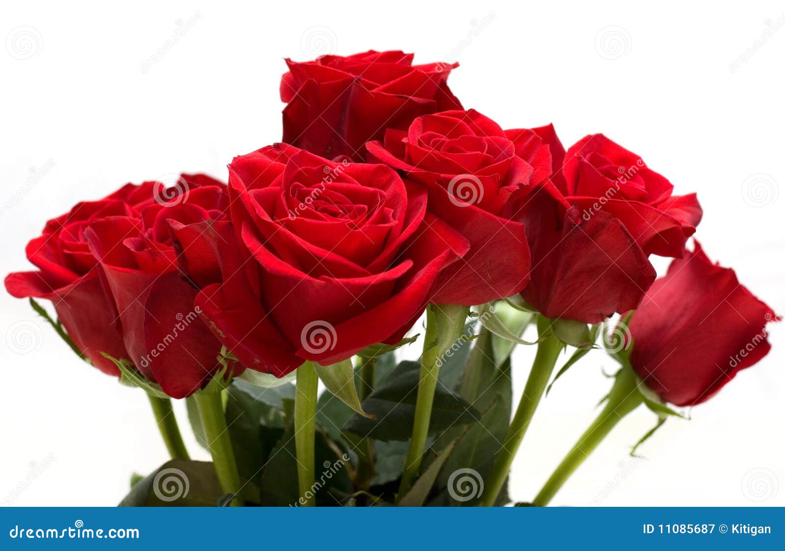 Bunch of Red Roses stock image. Image of freshness, blossom - 11085687