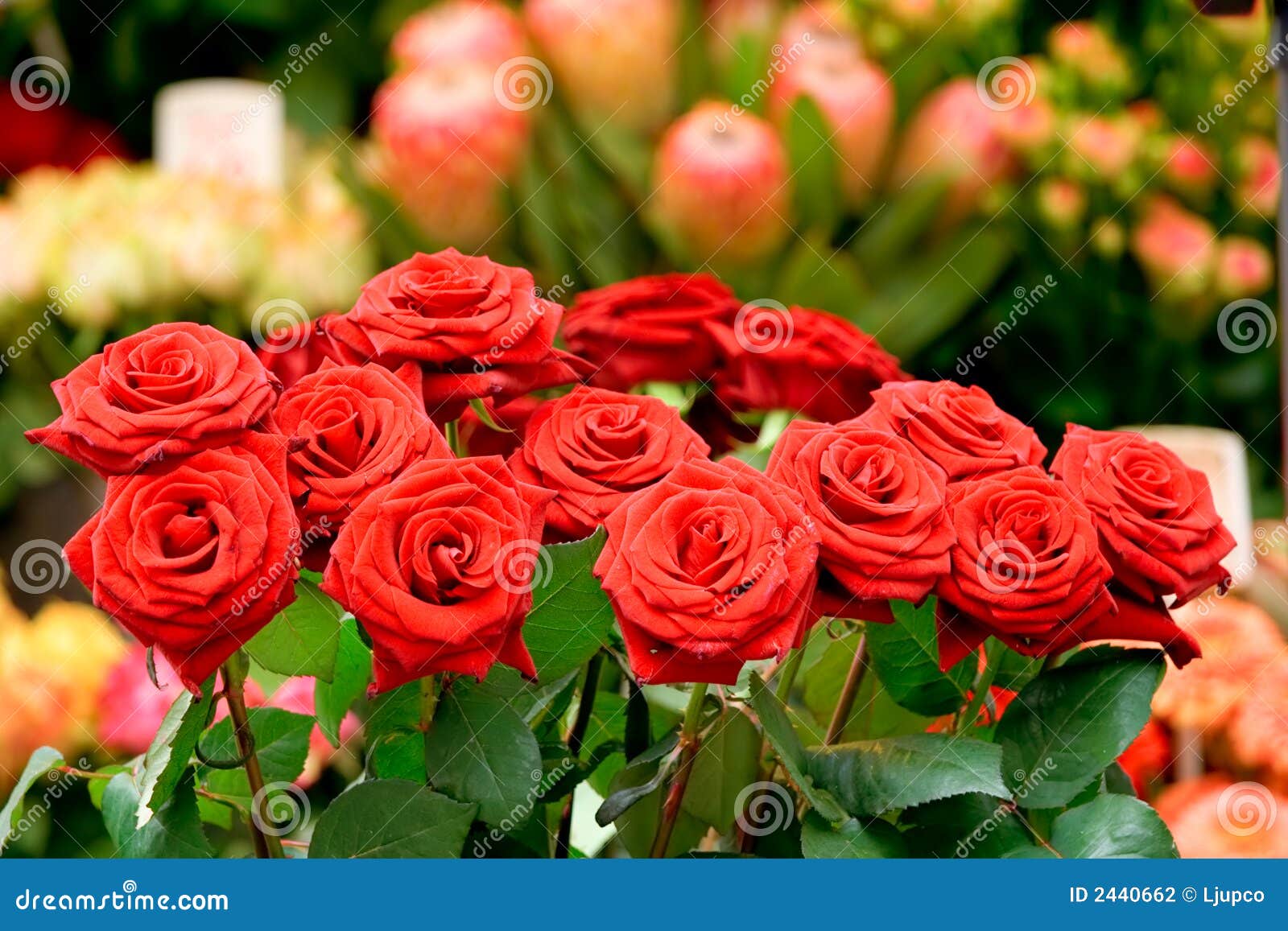 Bunch of red roses stock photo. Image of macro, budding - 2440662