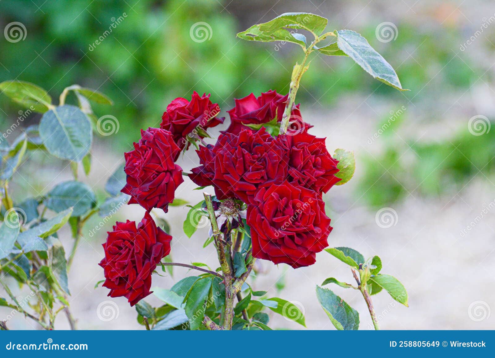 Bunch of Red Roses Blooming in a Garden Stock Image - Image of flora ...