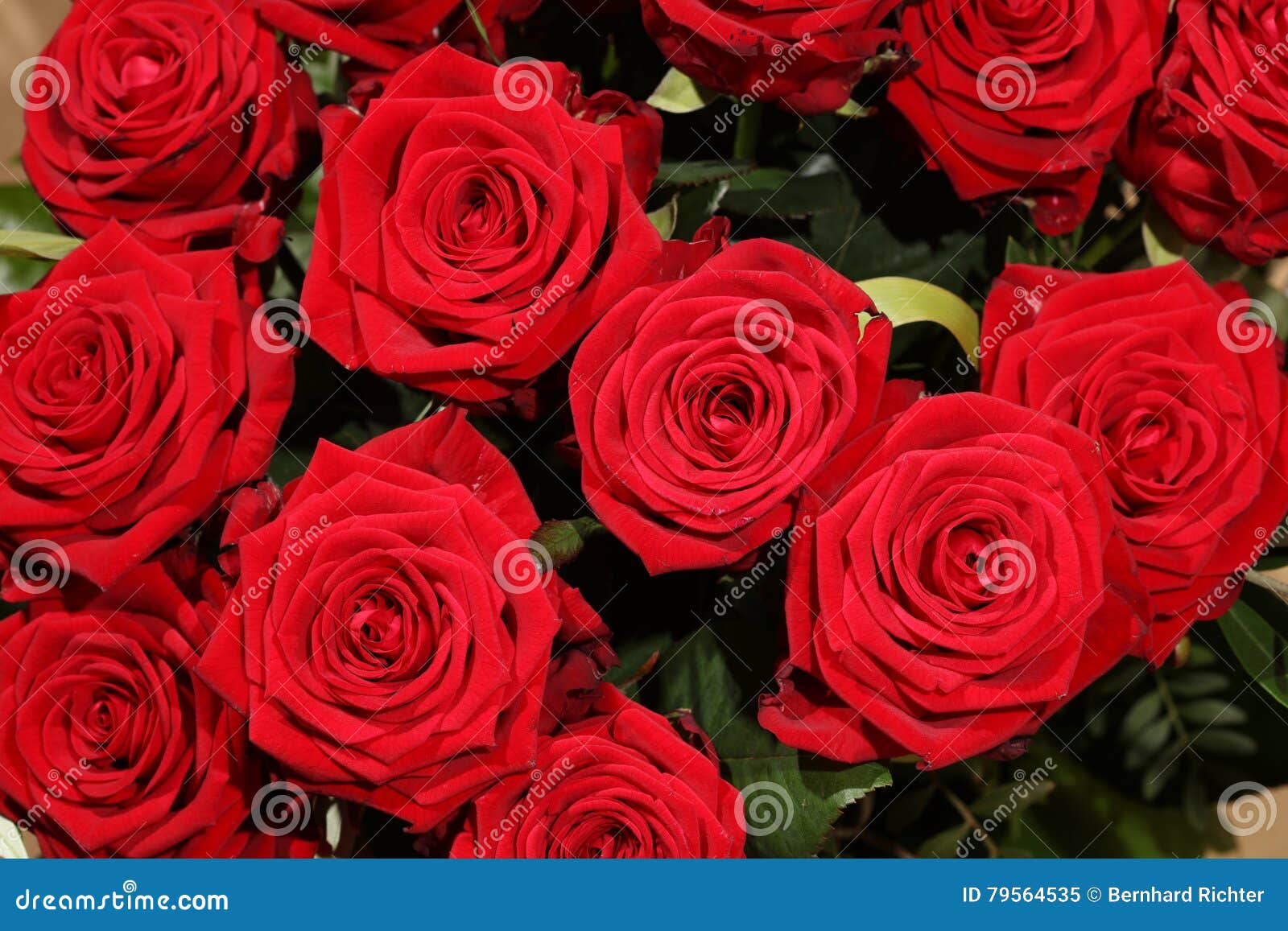 Bunch of red Roses stock image. Image of petal, arrangement - 79564535