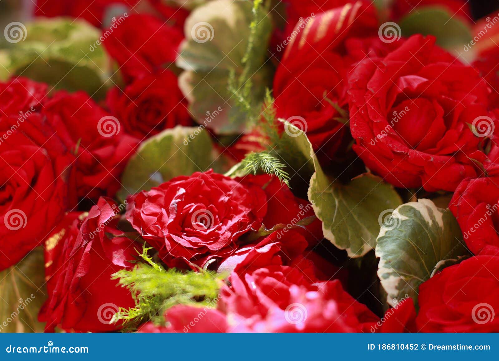 Bunch of red roses stock photo. Image of garden, petals - 186810452