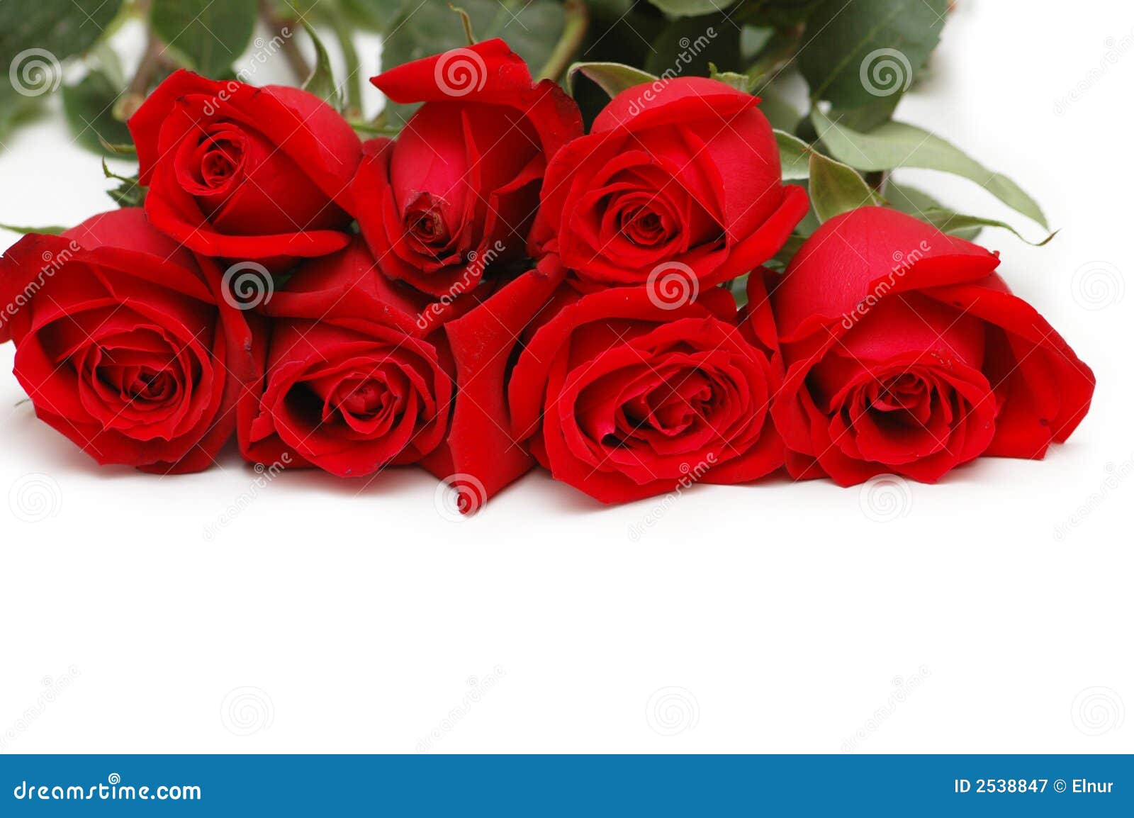 Bunch of Red Roses Isolated Stock Image - Image of close, fragility ...