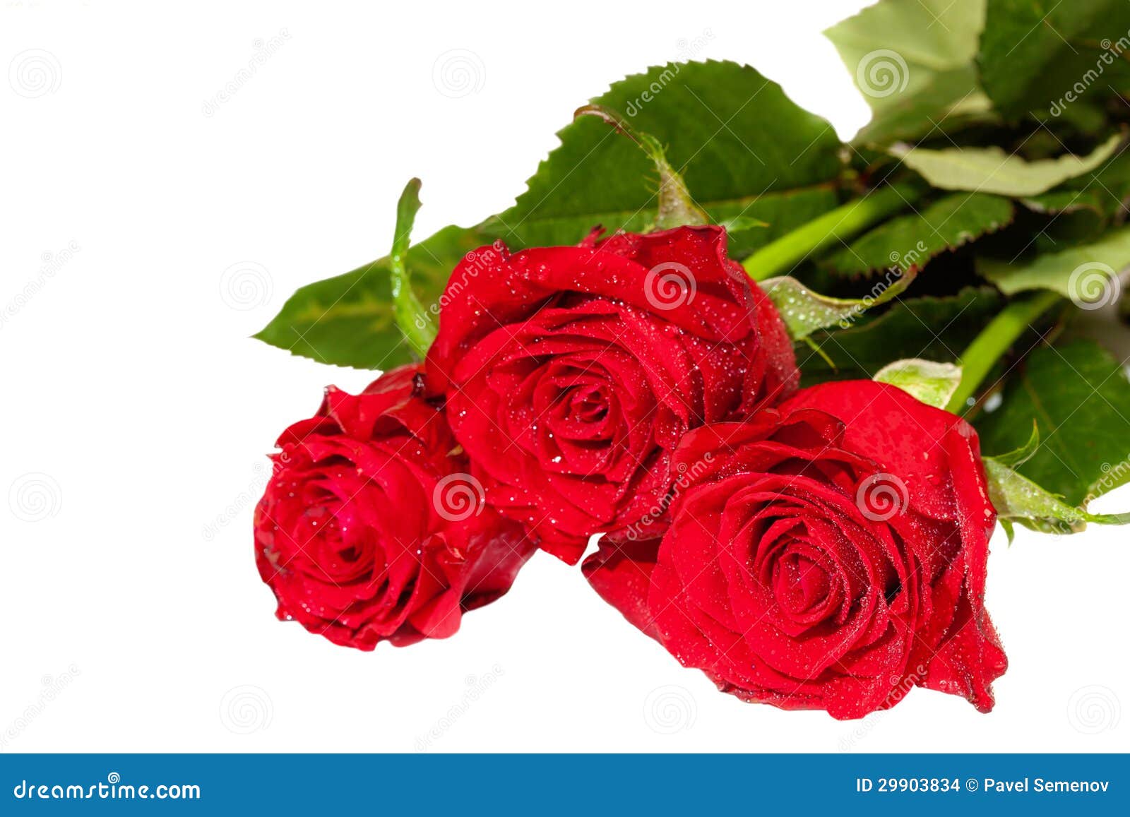 Bunch of Red Roses Isolated on White Stock Photo - Image of isolated ...
