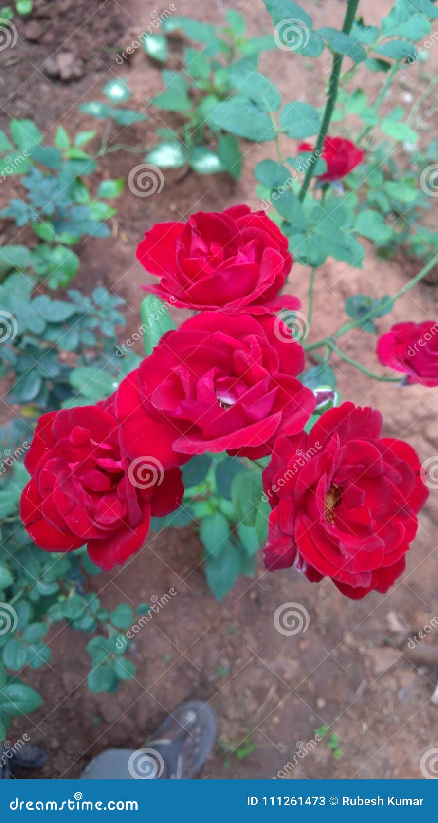 Red rose bunch stock image. Image of roses, rose, bunch - 111261473