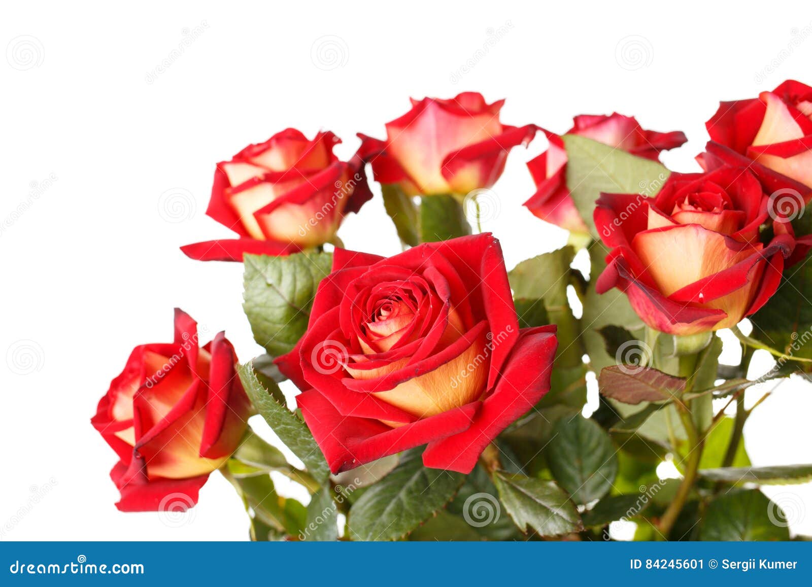 Bunch of Red Roses on White Background Stock Image - Image of ...