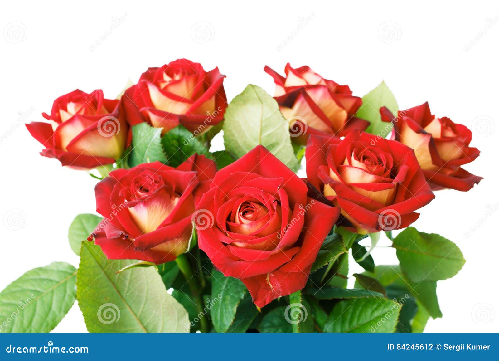 Bunch of Red Roses on White Background Stock Photo - Image of holiday ...