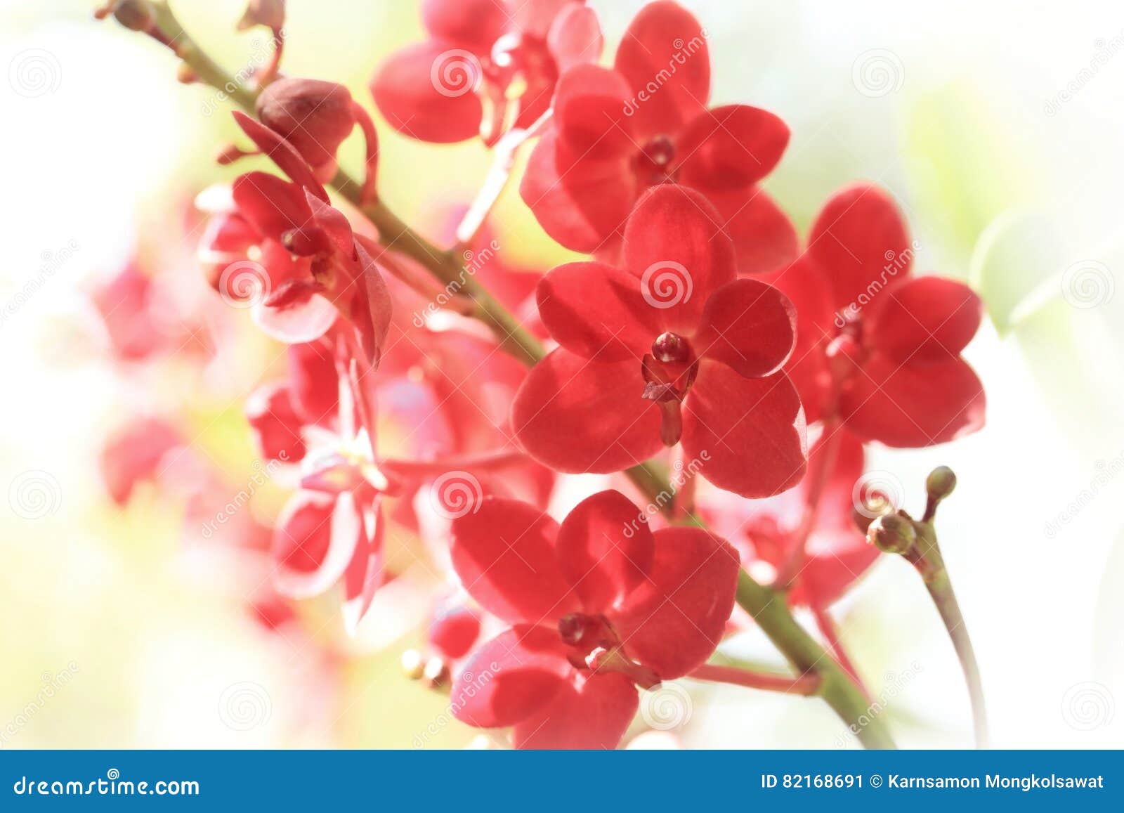 Bunch of Red Vanda Orchid Flower, Soft Focus Floral Image Stock Image ...