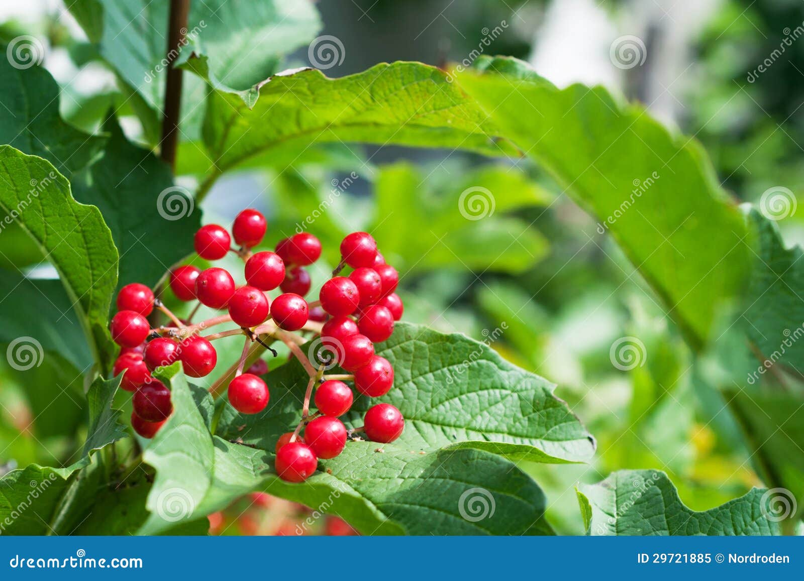 Bunch of red viburnum stock image. Image of closeup, beauty - 29721885