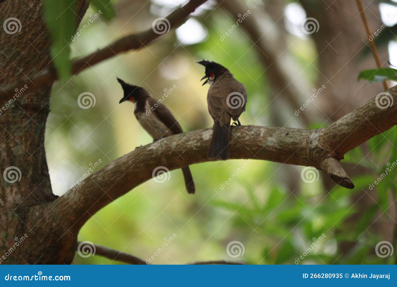 A Bunch of Red-whiskered Bulbul on Tree Stock Image - Image of bird ...