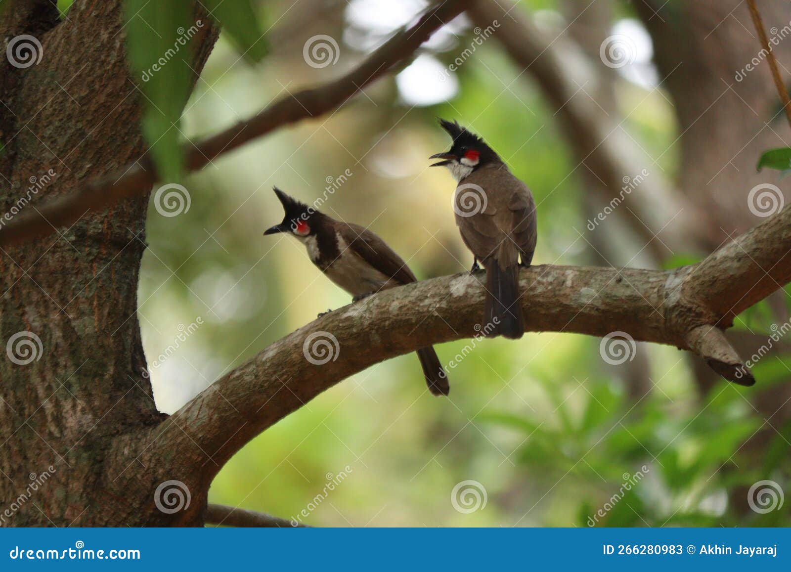 A Bunch of Red-whiskered Bulbul on Tree Stock Image - Image of tree ...