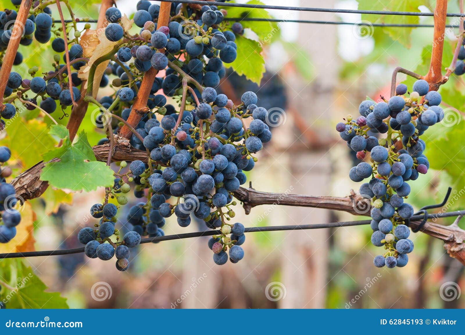 Bunch of Red Wine Grape Cabernet Sauvignon Stock Image - Image of bunch ...