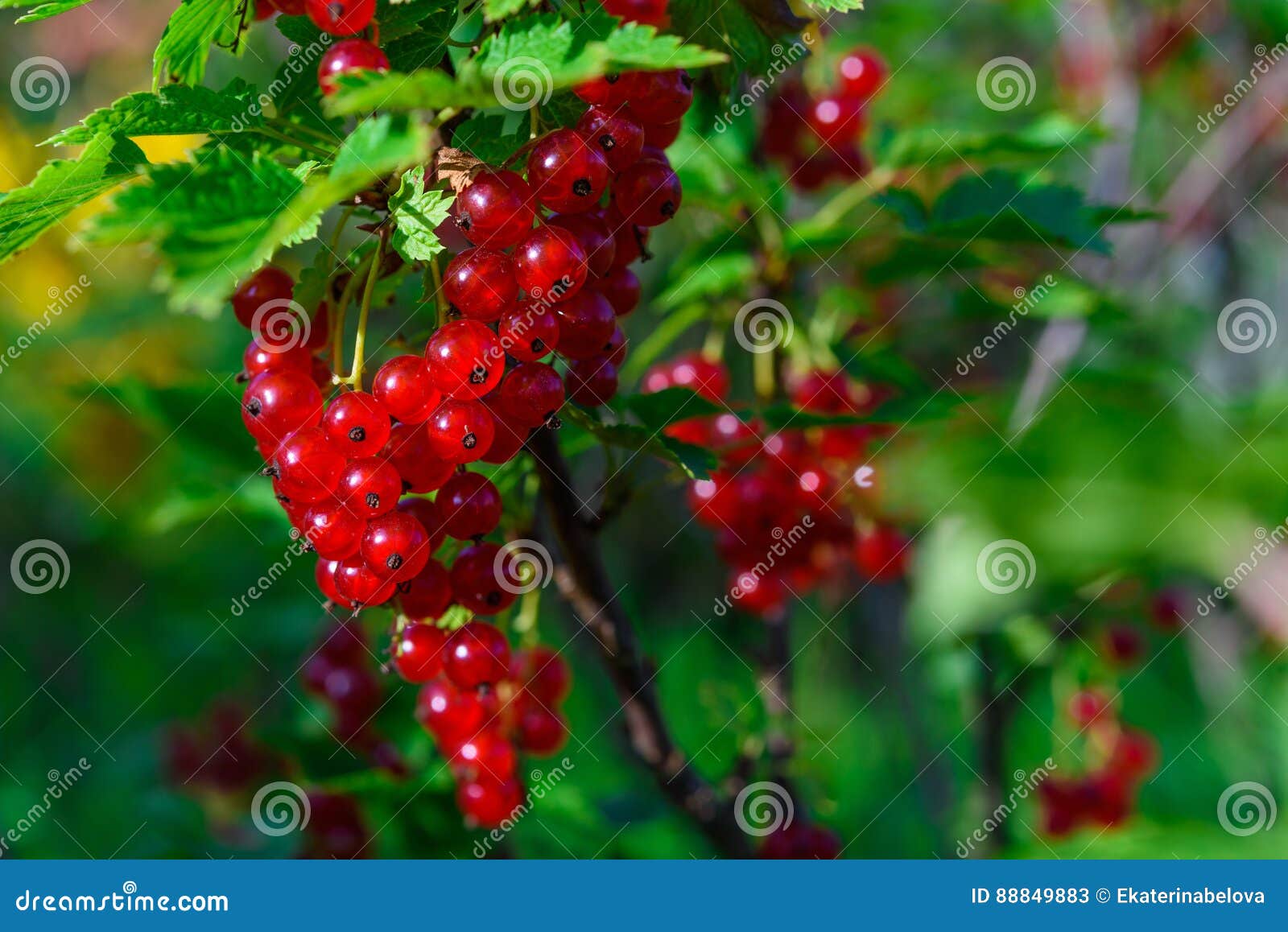 Bunch of redcurrant stock image. Image of macro, healthy - 88849883