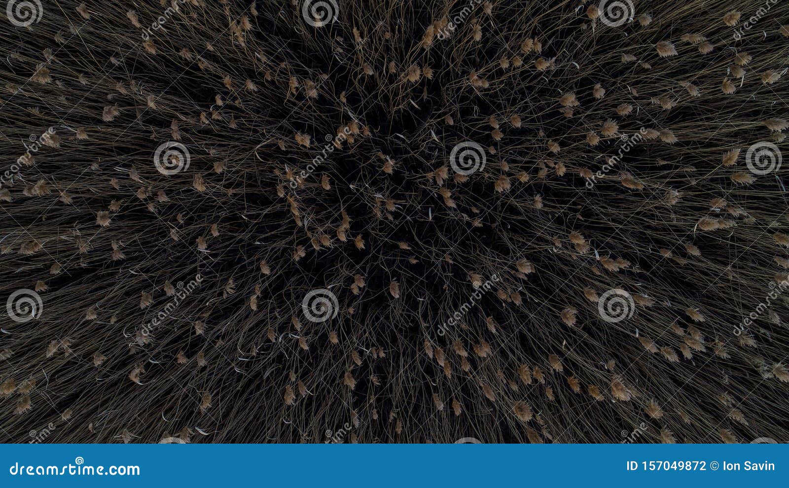 Bunch of Reed Shot from Above Stock Photo - Image of agriculture ...