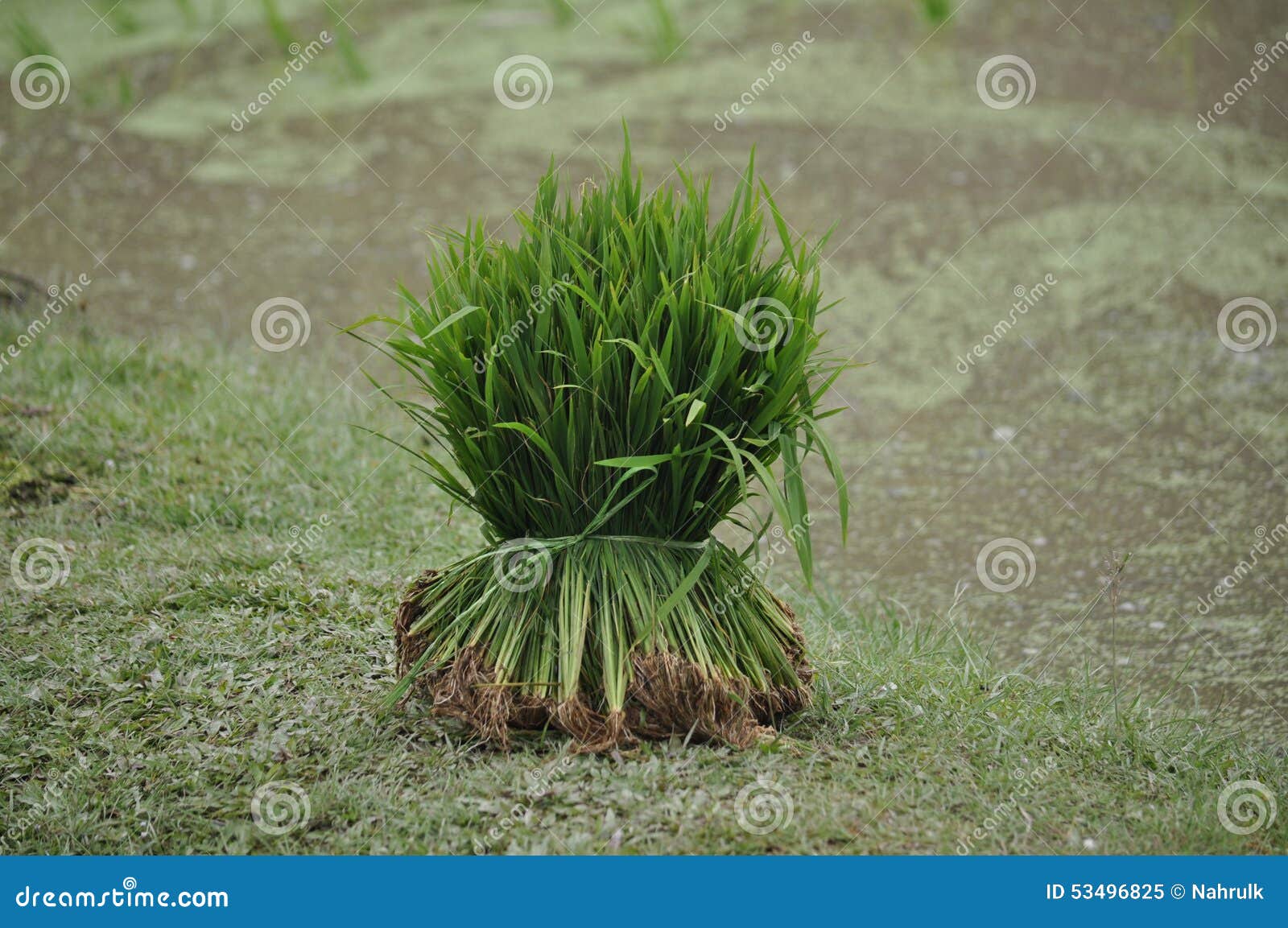 A bunch or rice plants stock image. Image of green, rice - 53496825