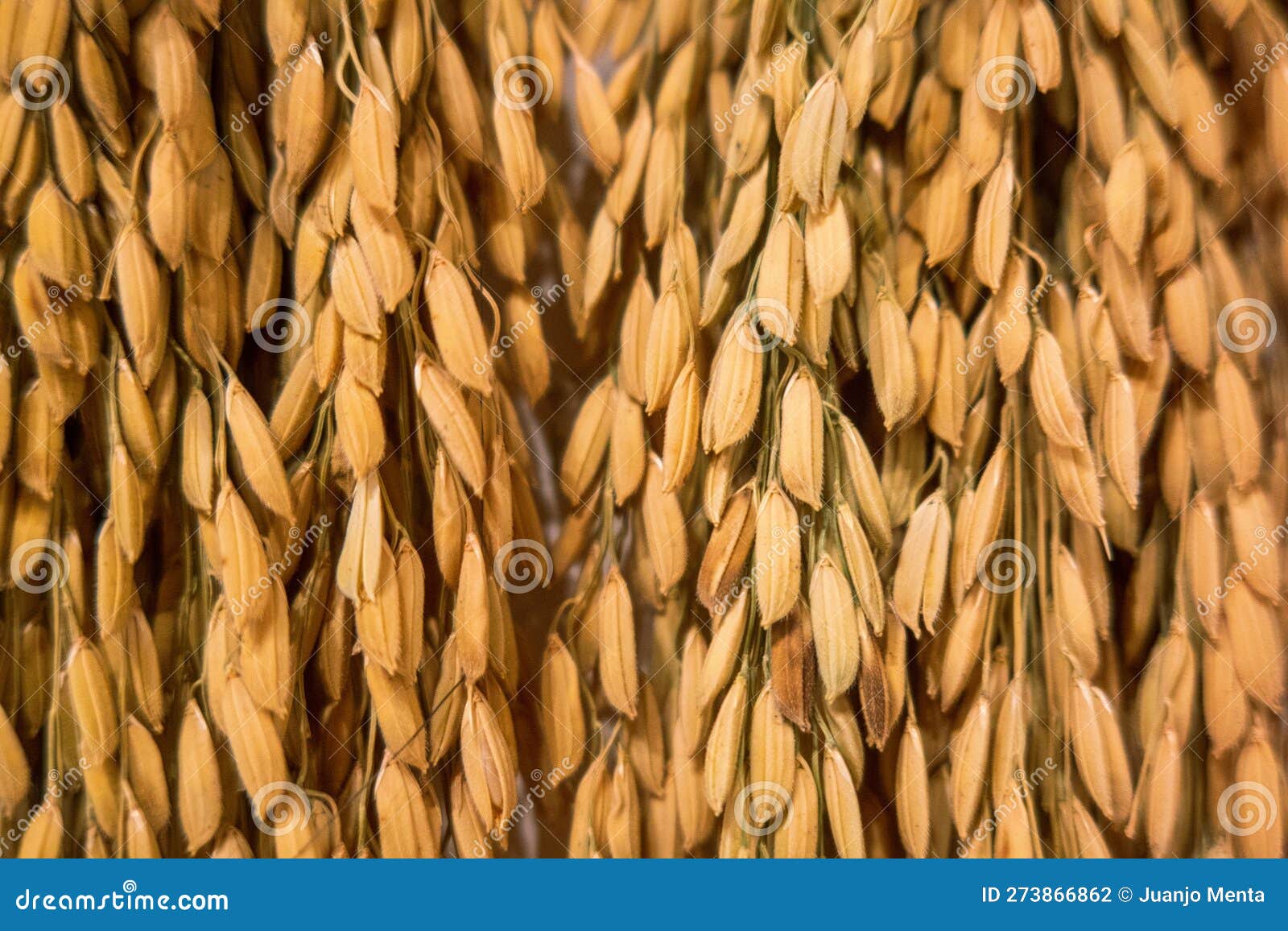 Bunch of Rice Seeds on the Plant with the Husk Stock Photo - Image of ...