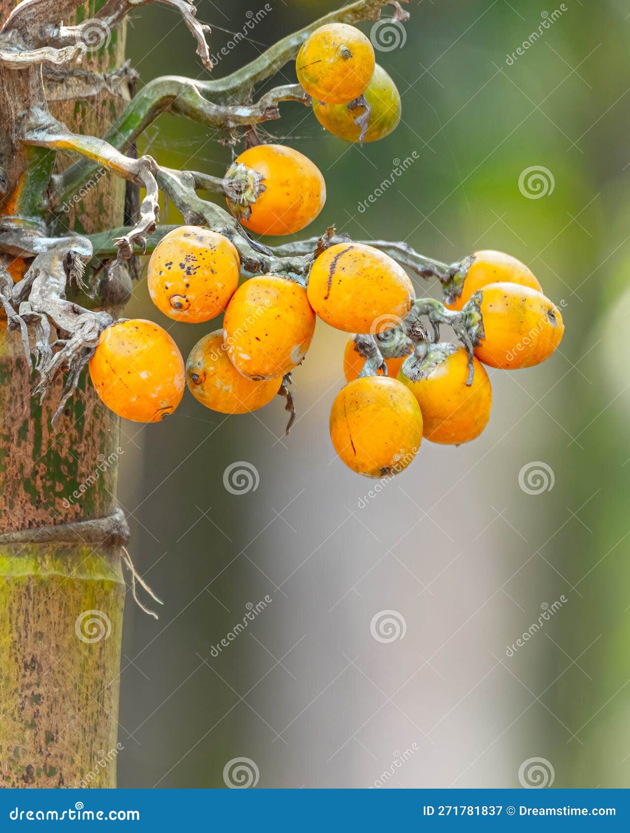 A Bunch of almost Ripe Areca Nut Stock Image - Image of fresh, product ...