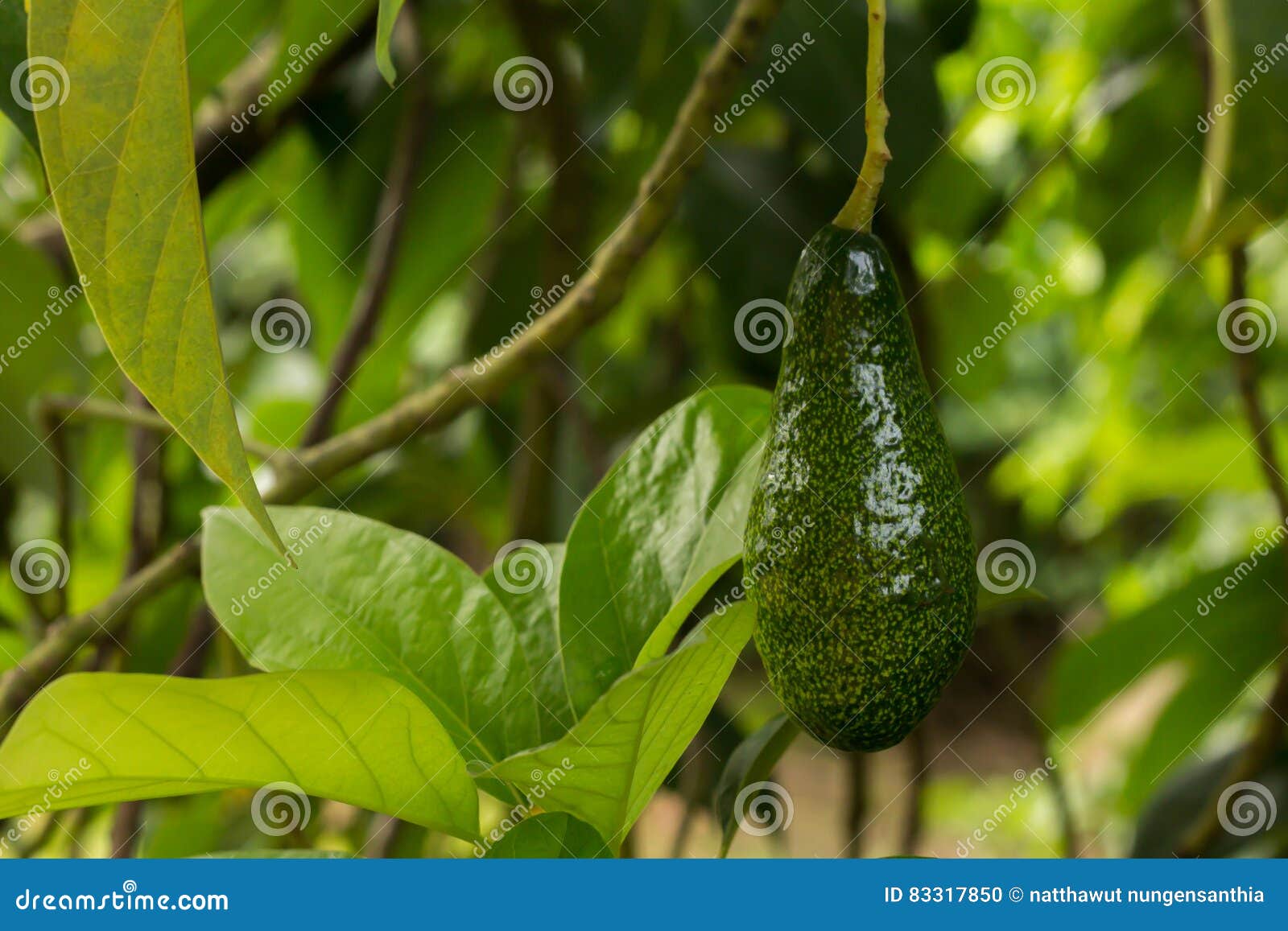 Bunch of Ripe Avocados on the Tree, Selective Focus Stock Photo - Image ... Bunch of Ripe Avocados on the Tree, Selective Focus Stock Photo - Image ...
