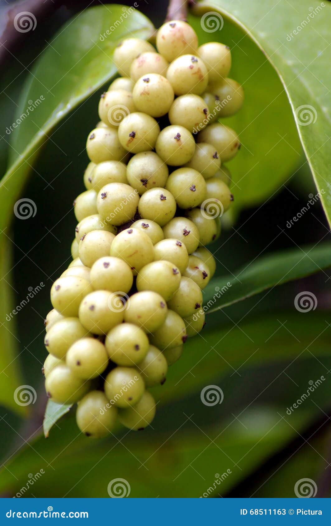 Bunch of ripe bignay fruit stock image. Image of details - 68511163