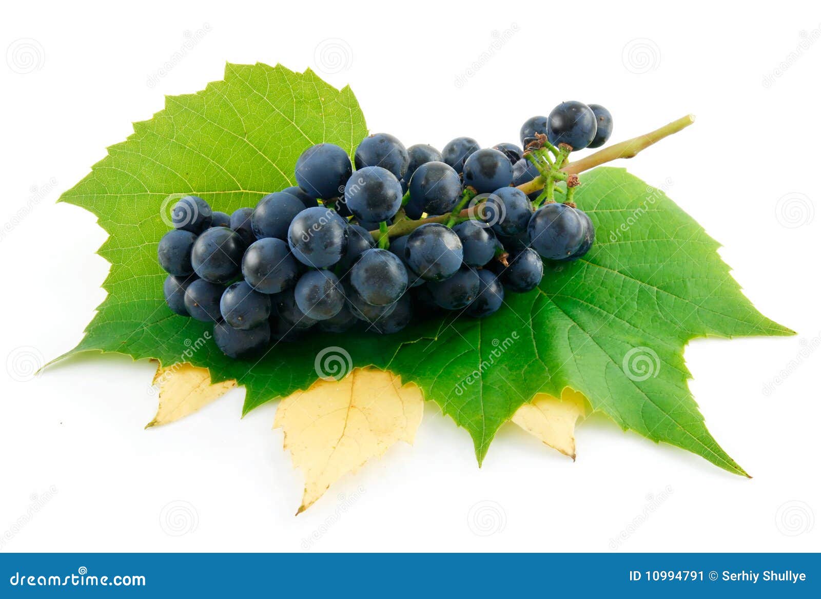 Bunch of Ripe Blue Grapes with Leaf Isolated Stock Image - Image of ...