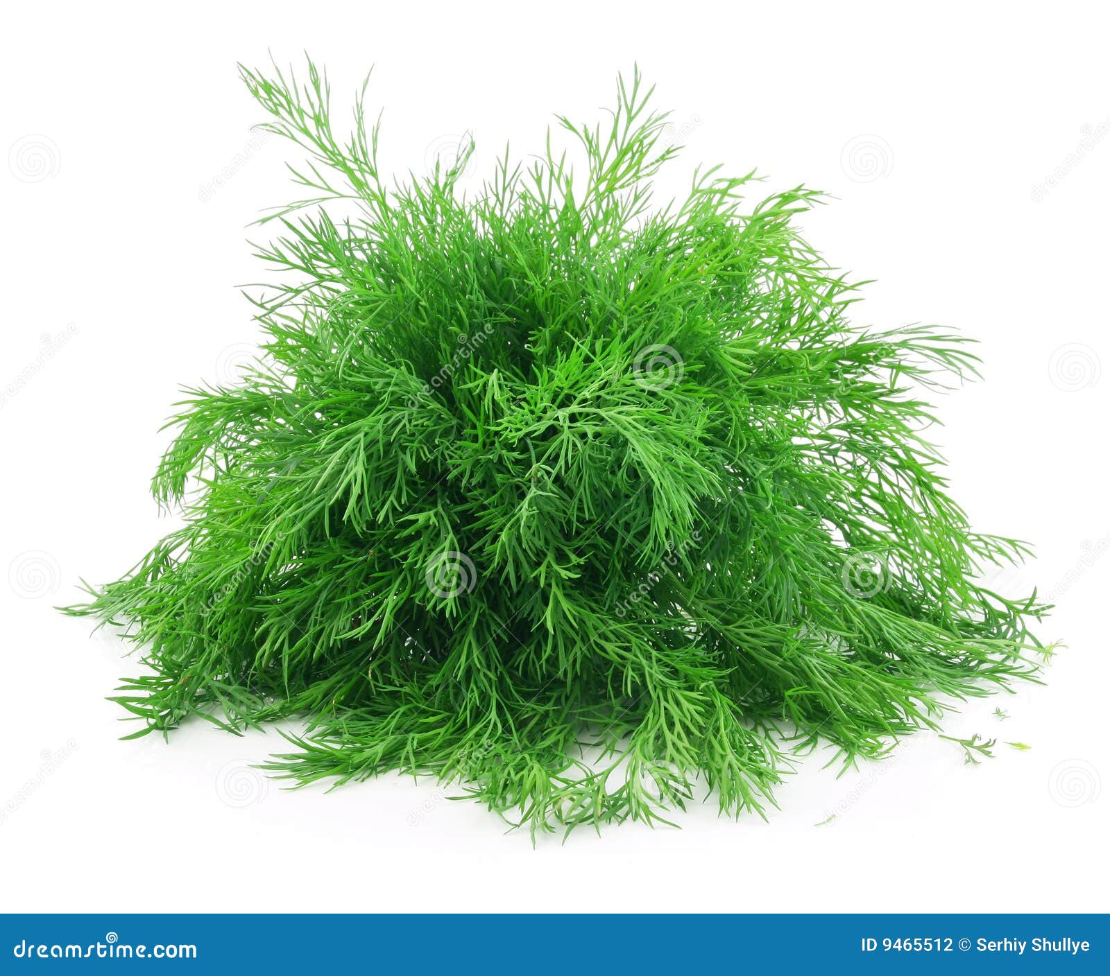 Bunch of Ripe Dill Isolated on White Stock Photo - Image of color, high ...