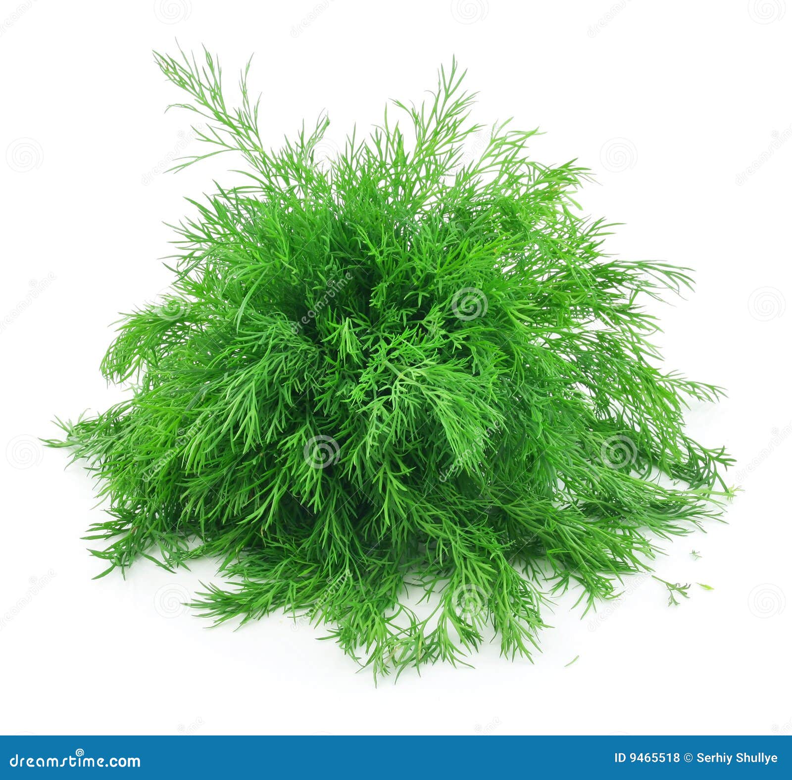 Bunch of Ripe Dill Isolated on White Stock Photo - Image of condiment ...