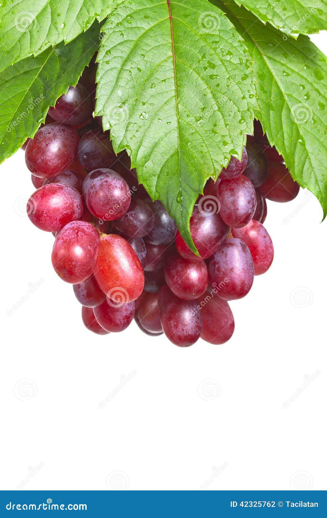 Bunch Ripe, Fresh Red Grapes with Leaves. Stock Photo - Image of green ...