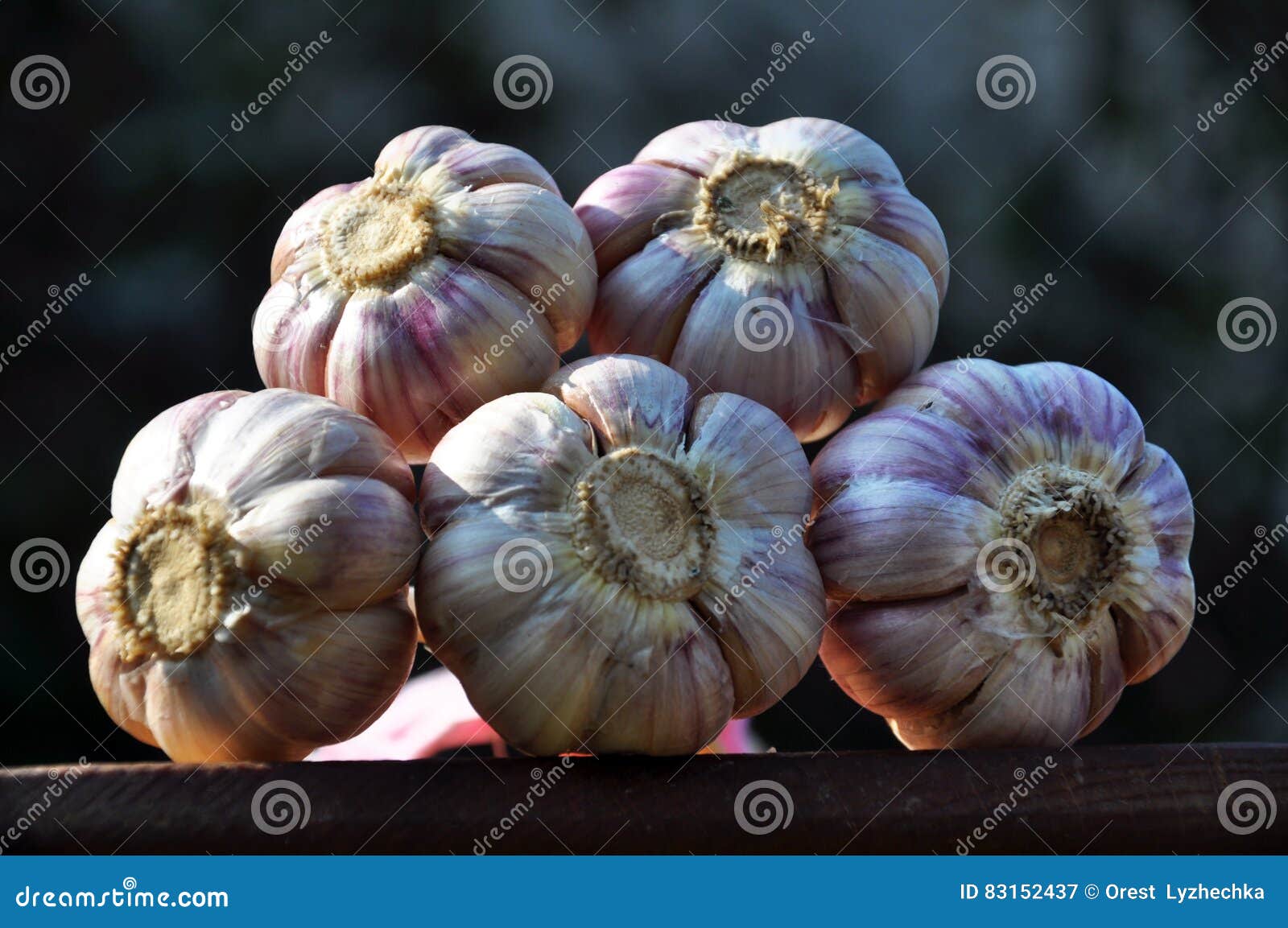 A bunch of ripe garlic stock image. Image of food, plants - 83152437