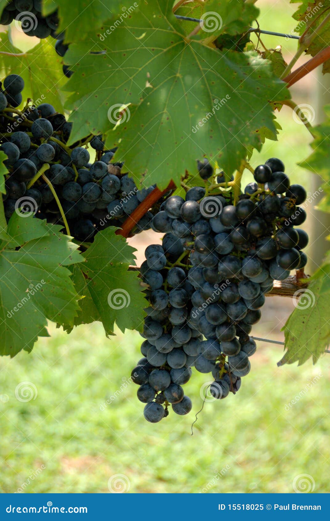 Bunch of ripe grapes stock image. Image of ripened, leafy - 15518025