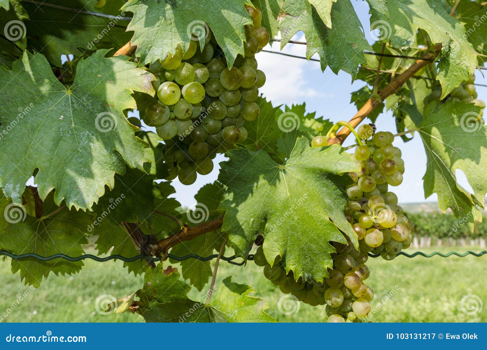 A Bunch of Ripe Grapes on a Grapevine Stock Image - Image of wine ...