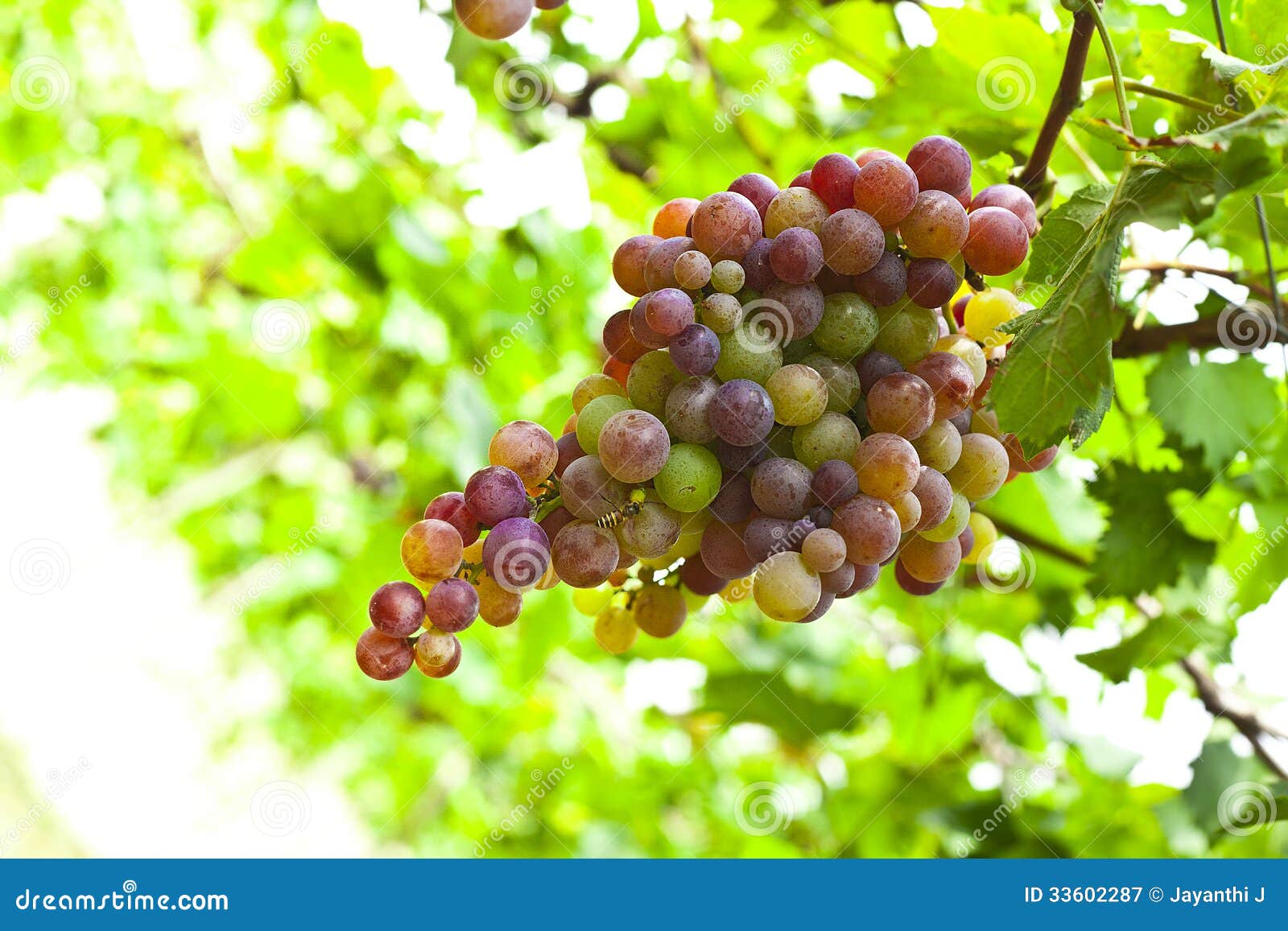 Bunch of Ripe Grapes Ready To Be Plucked Stock Image - Image of ...