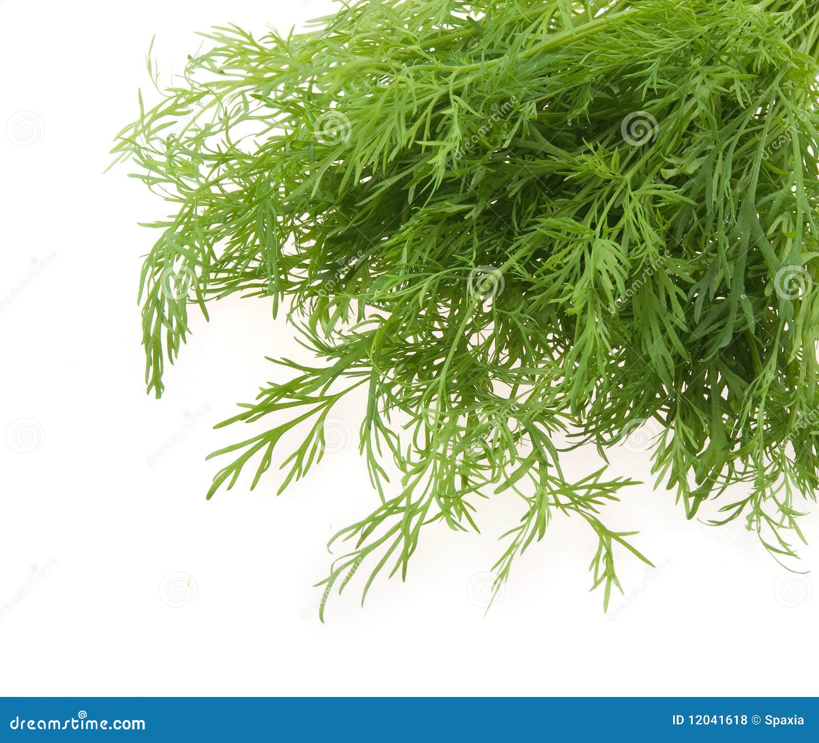Bunch of ripe green dill stock photo. Image of food, plant - 12041618
