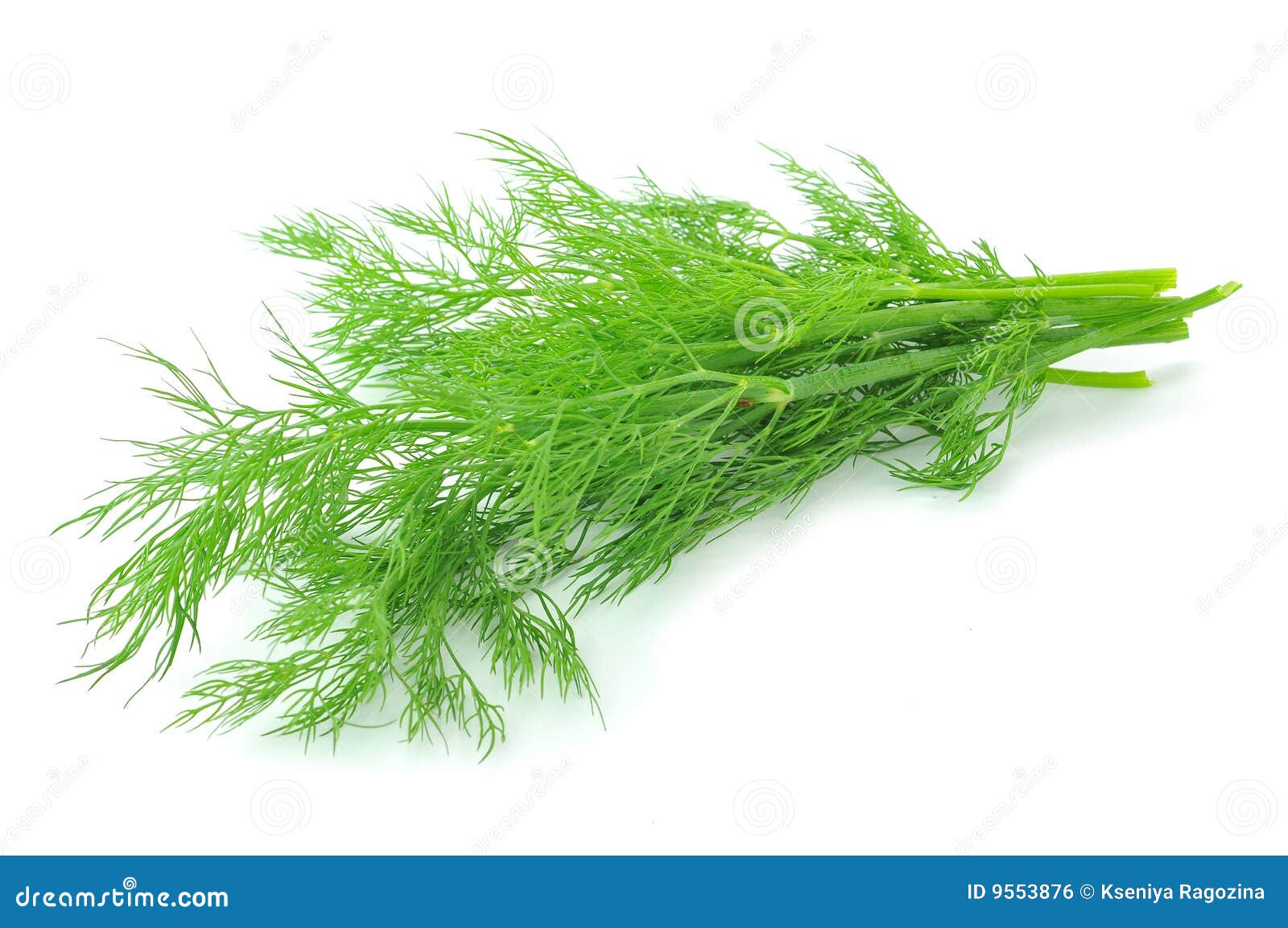 Bunch of ripe green dill stock photo. Image of dill, botany - 9553876