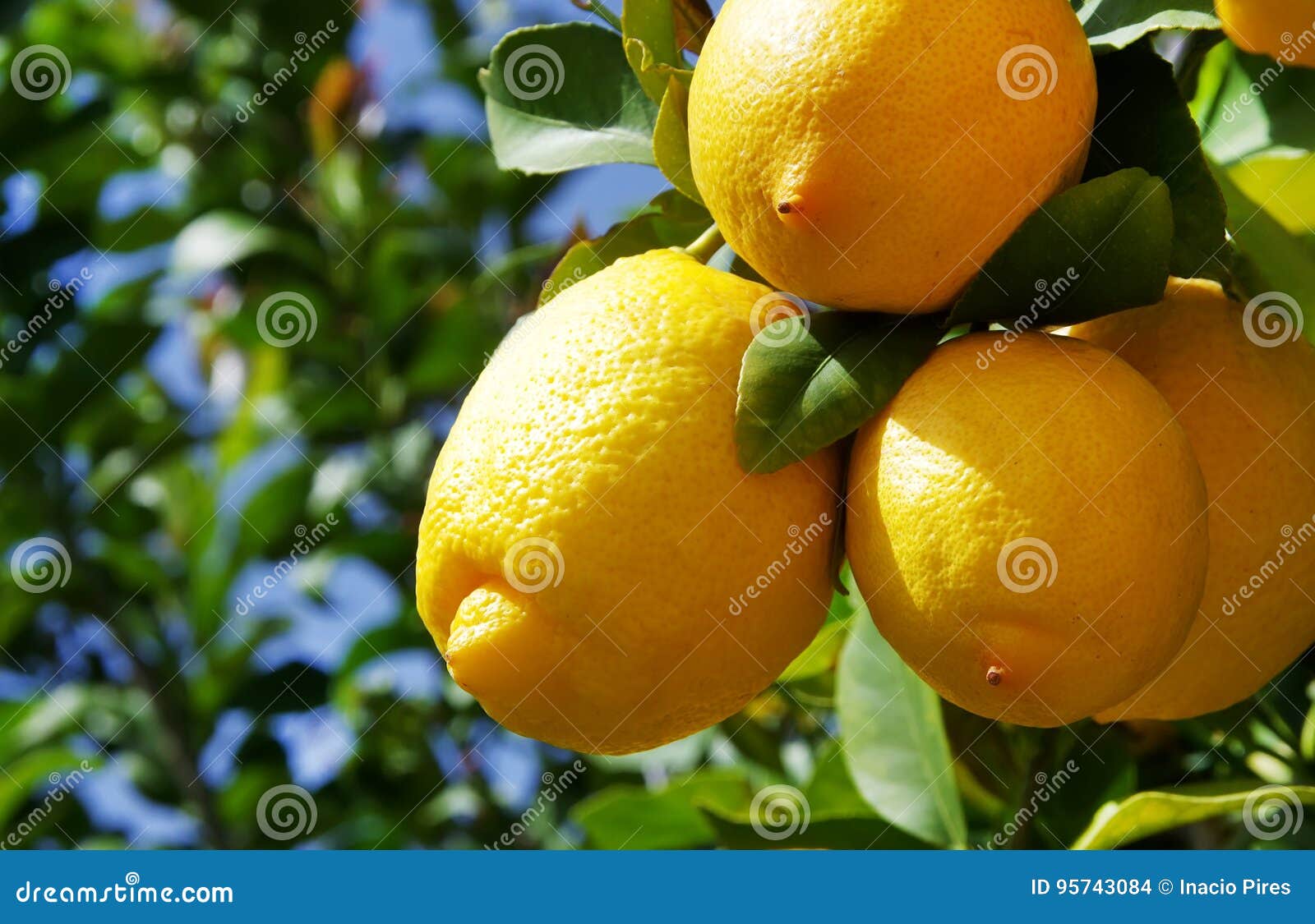 Bunch of ripe lemons stock photo. Image of citreous, bunch - 95743084