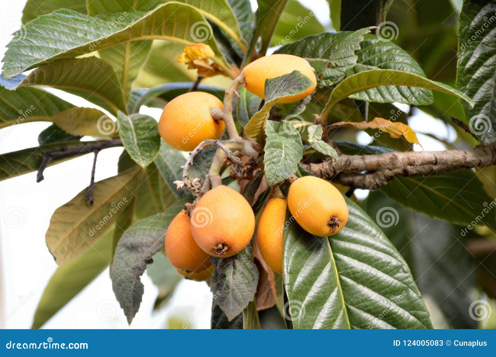 Loquat fruit on a tree stock image. Image of green, natural - 124005083